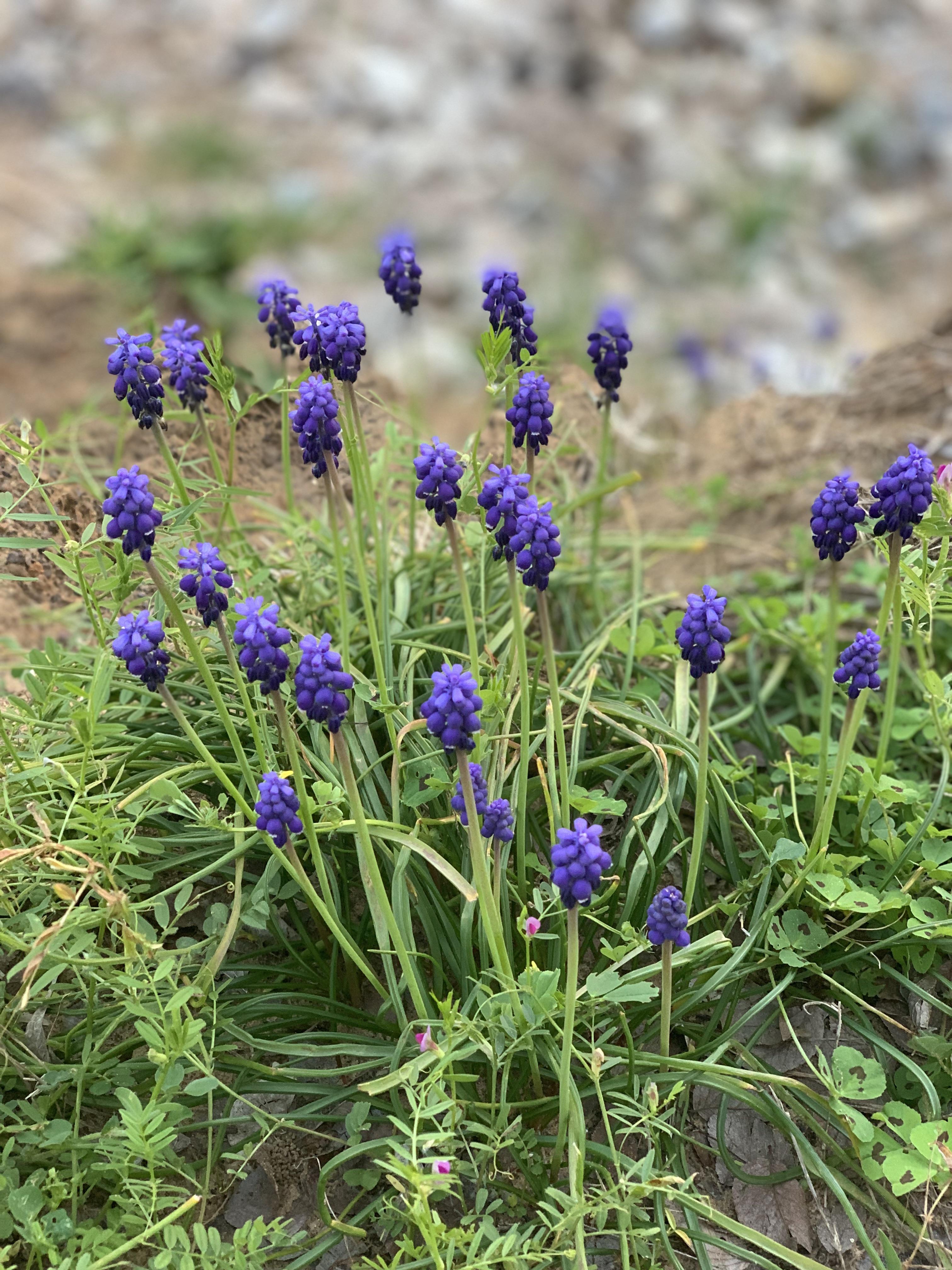 Blue Bonnets(2019) | Scrolller