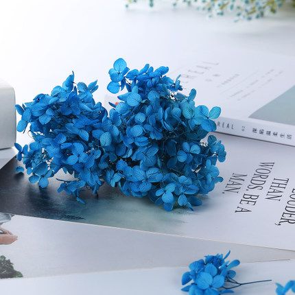 Blue hydrangea | Scrolller