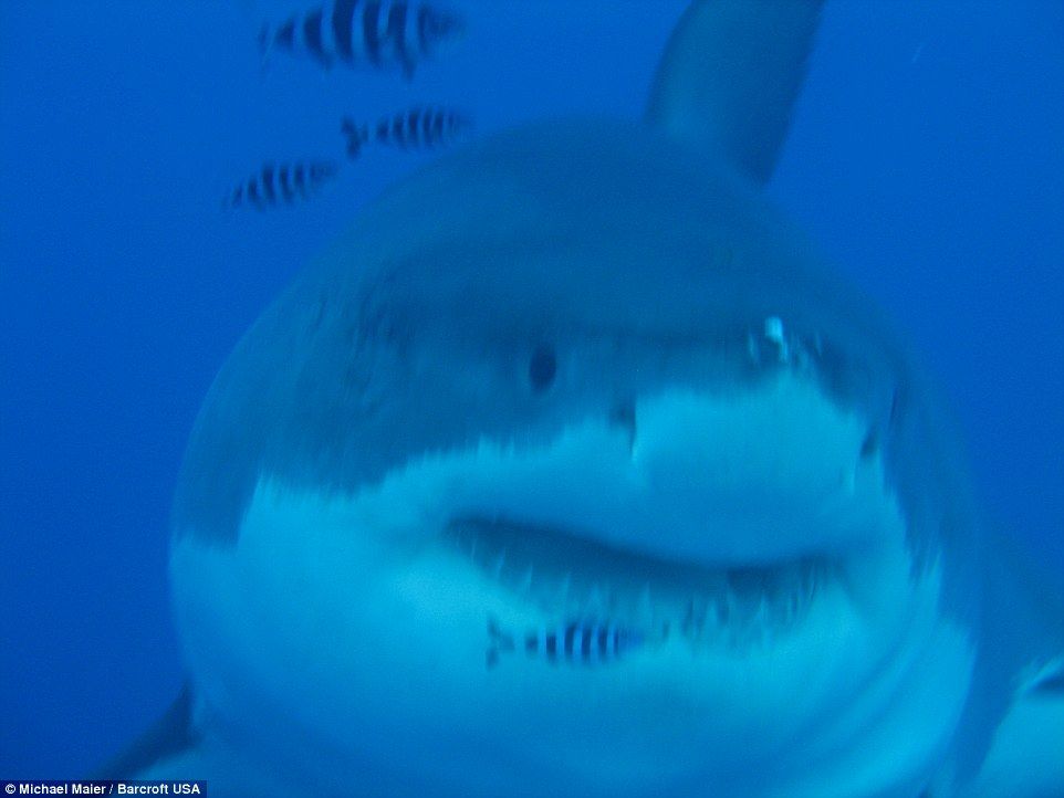 Blue I love this lady so much it actually hurts. She is beautiful. | Scrolller