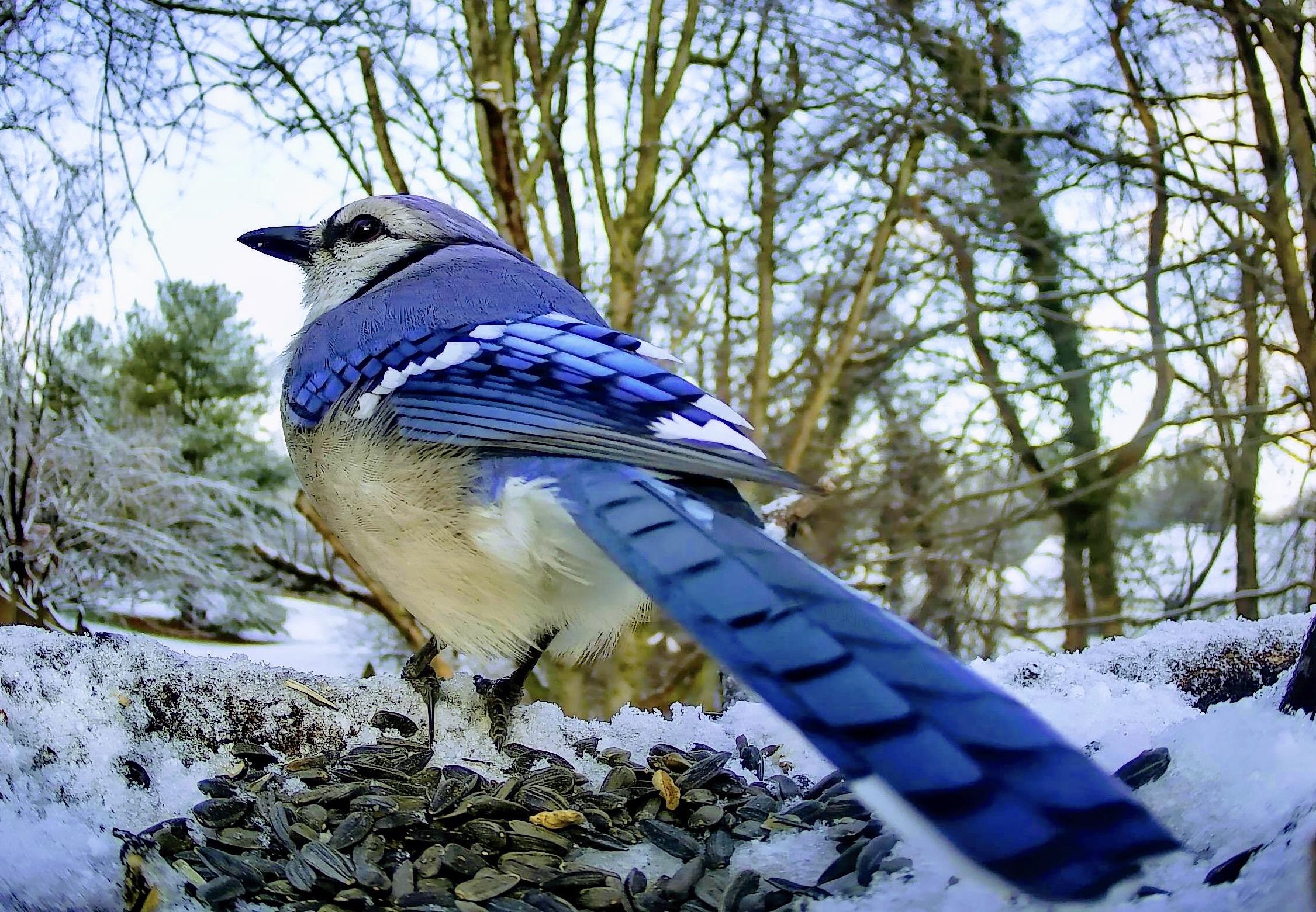 Blue Jay | Scrolller