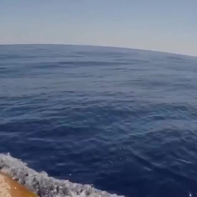 Blue marlin goes airborne | Scrolller