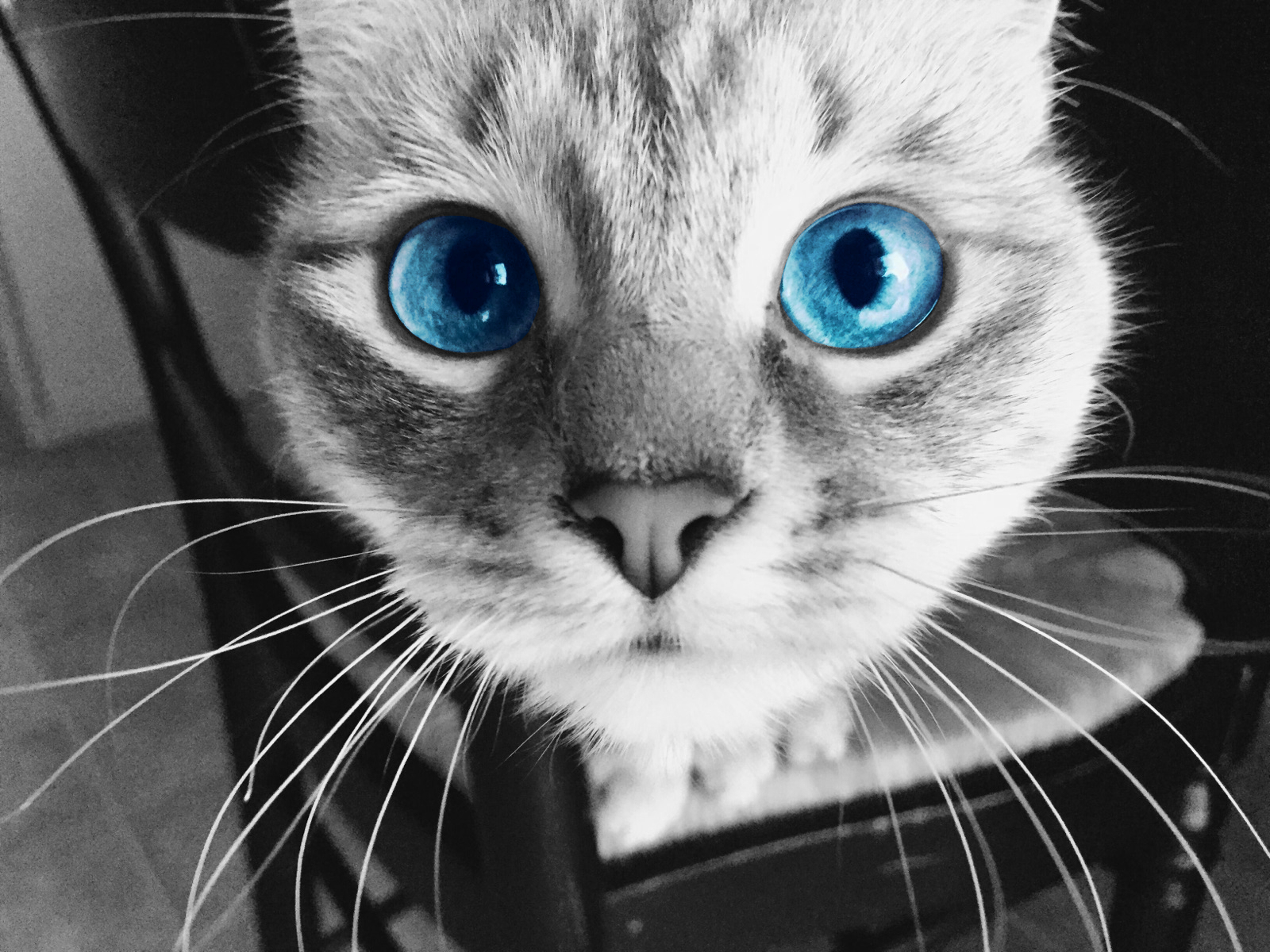 Blue Moons | Scrolller