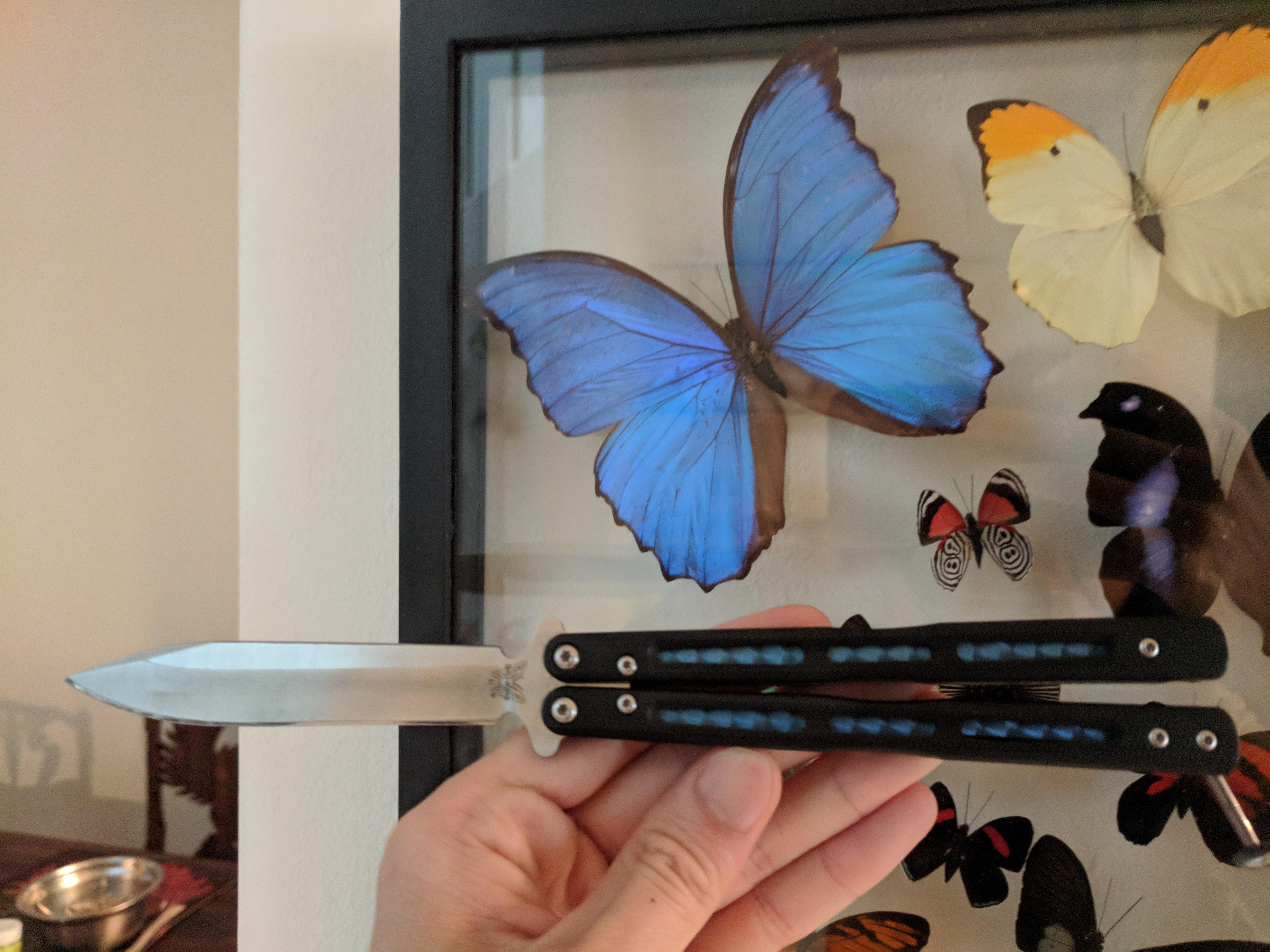 Blue Morpho | Scrolller