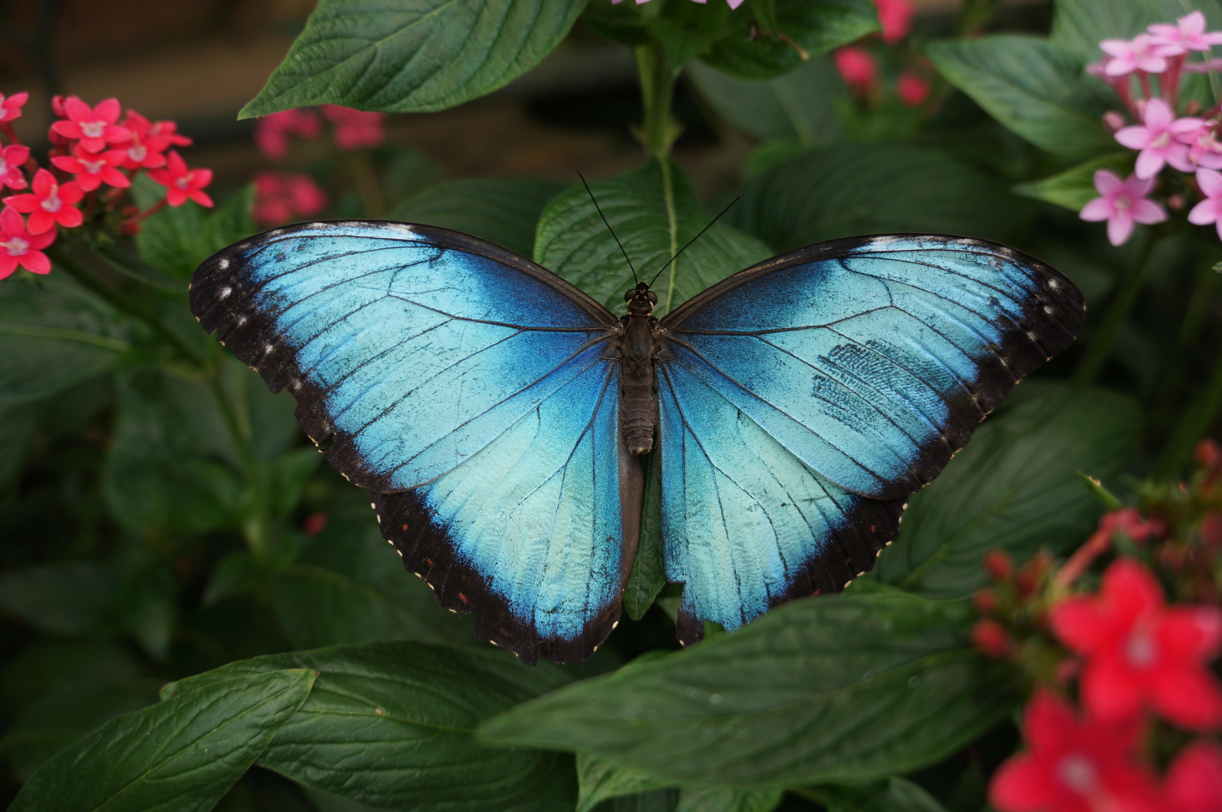 Blue Morpho. "Wingerprint" | Scrolller