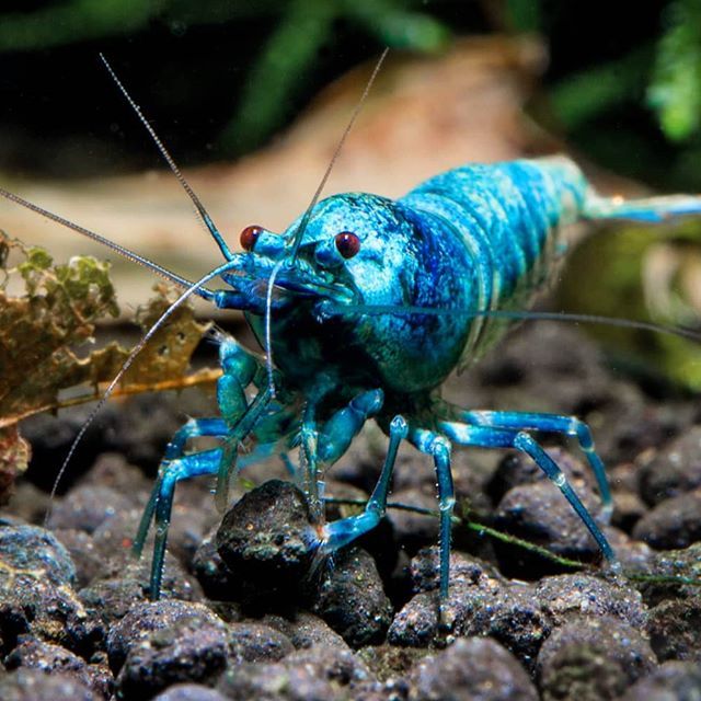 Blue shrimp | Scrolller