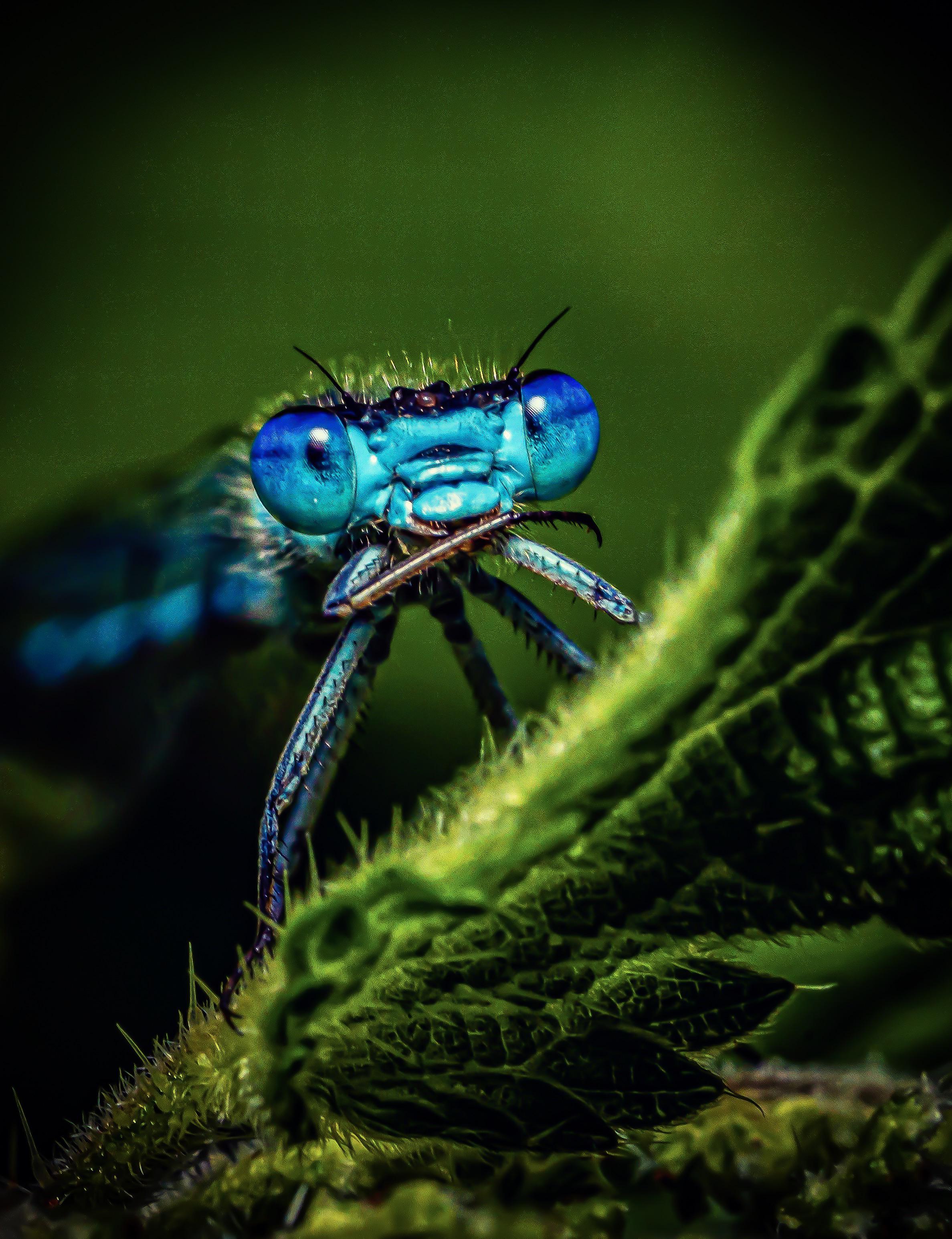 Blue tailed Damsel Fly | Scrolller
