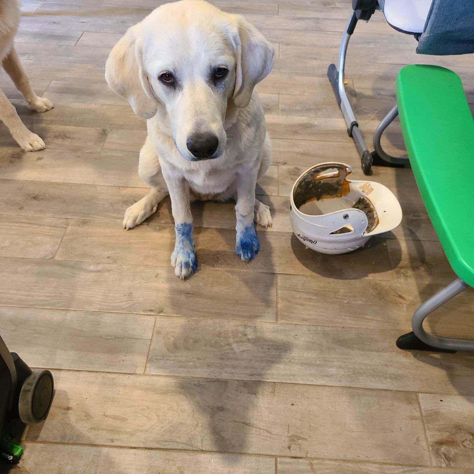 Blues clues | Scrolller