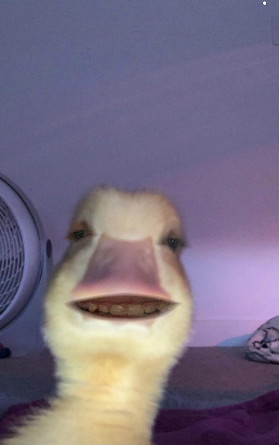Blursed duck | Scrolller