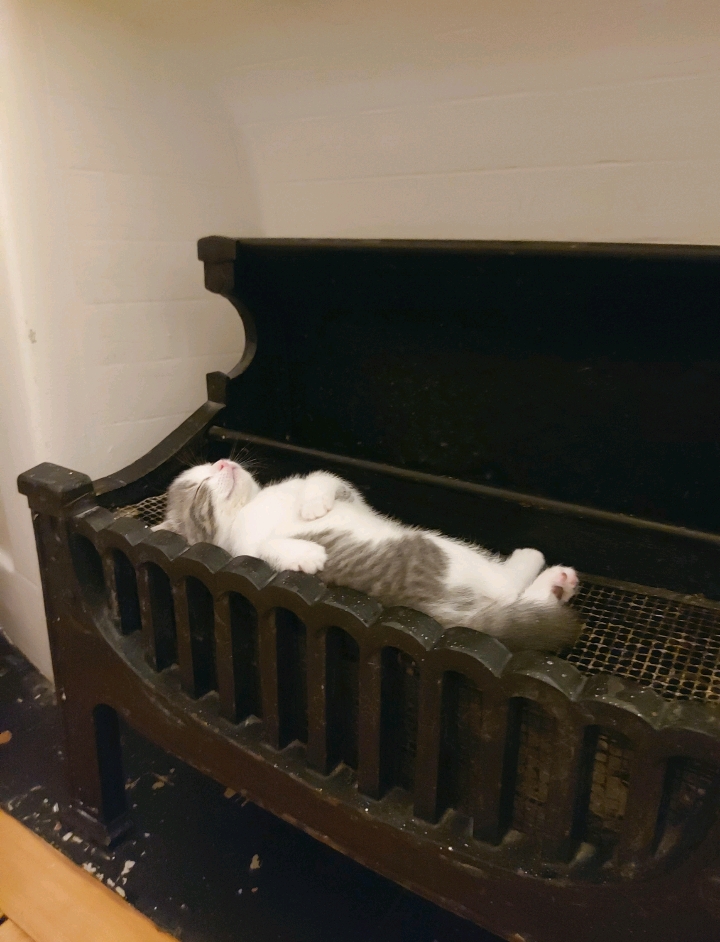 Blursed_funeral | Scrolller