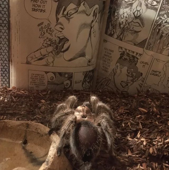 Blursed Manga | Scrolller