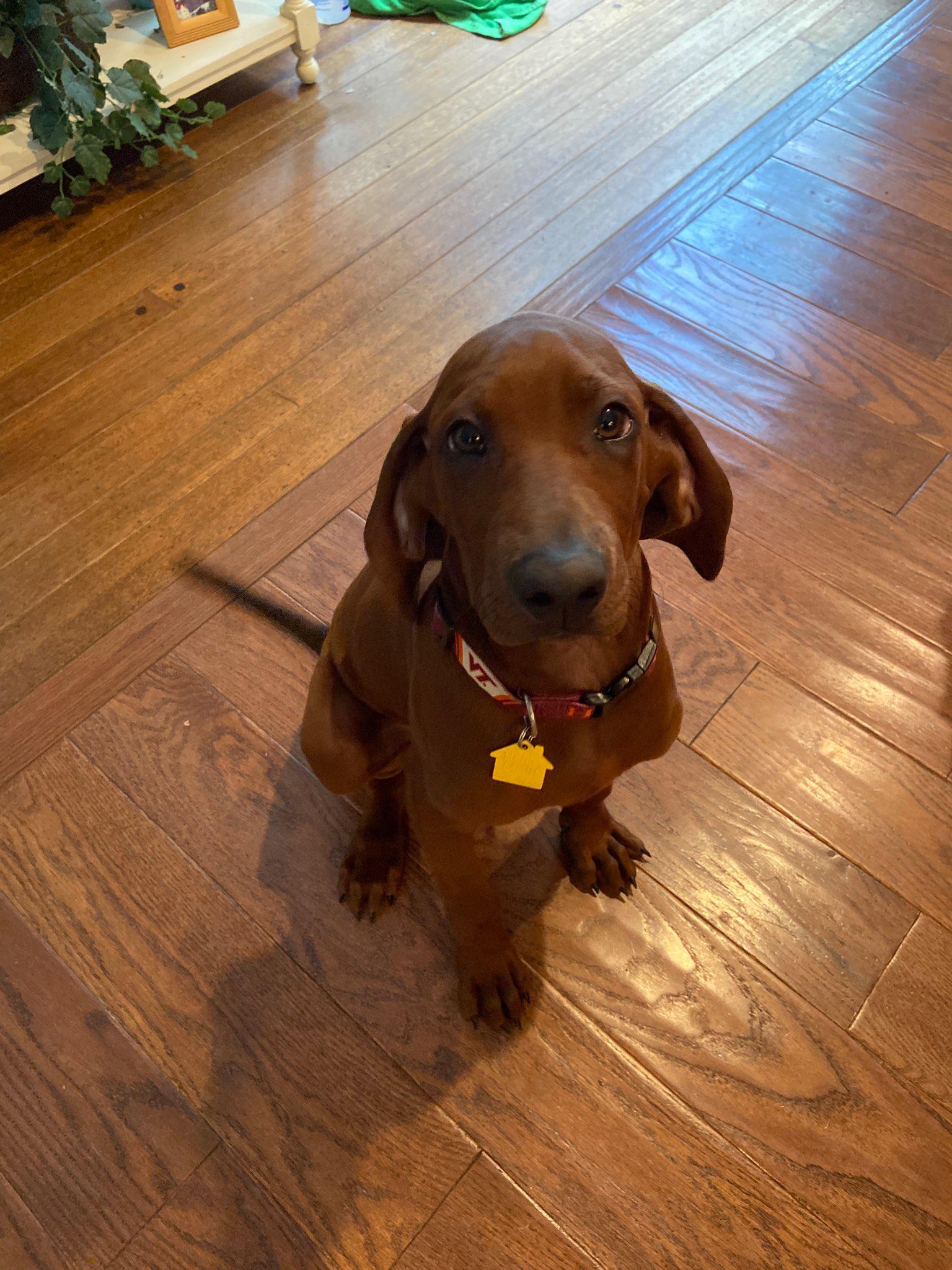 Bo - 12 week old redbone | Scrolller