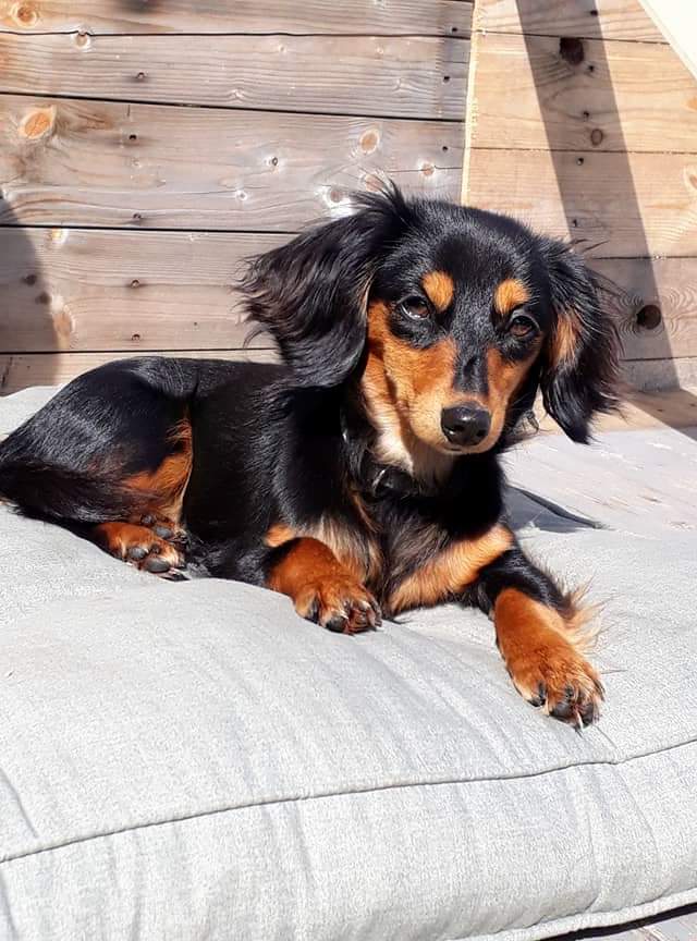 Bo shining! | Scrolller