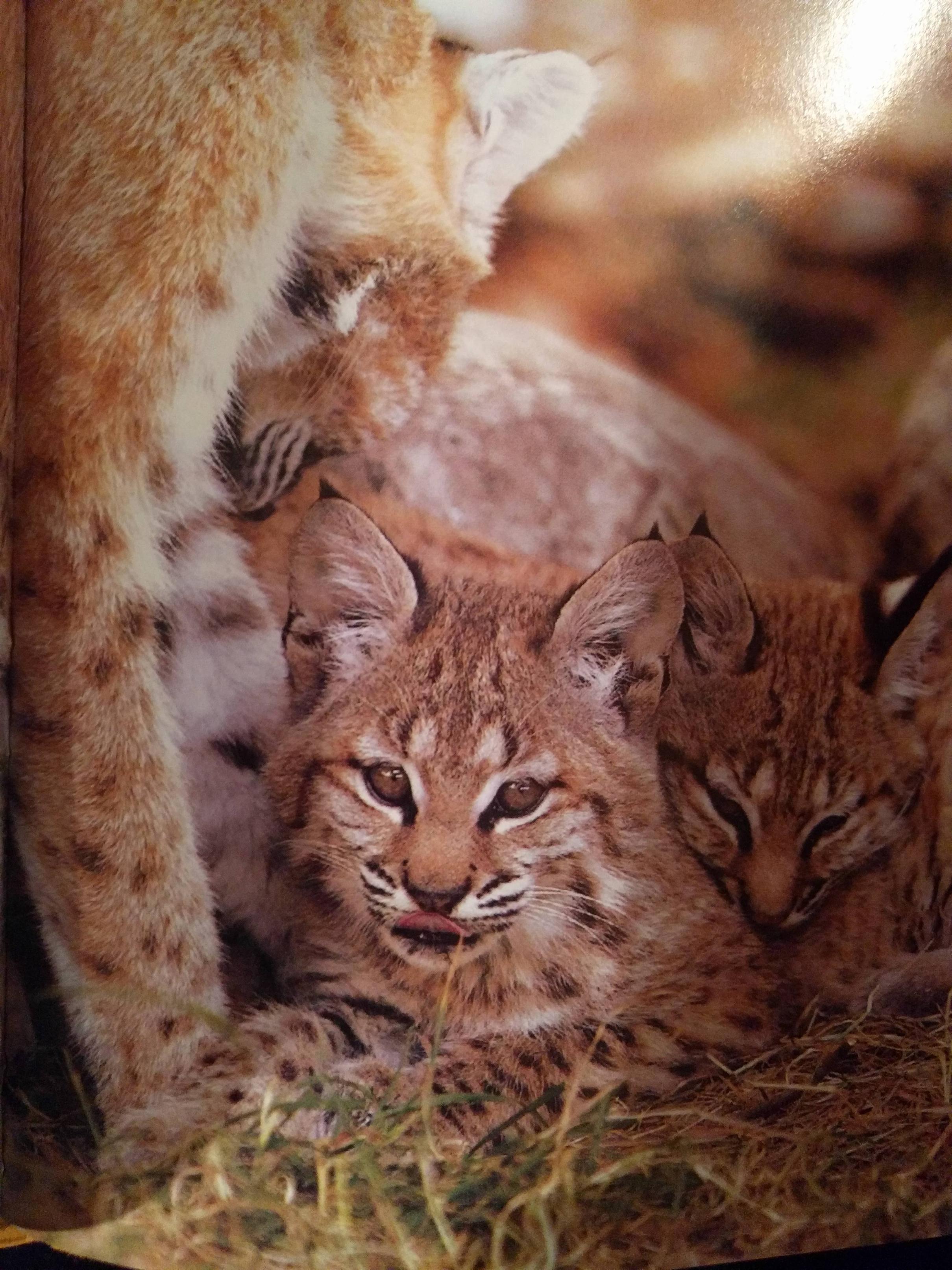 Bobcat Blep | Scrolller