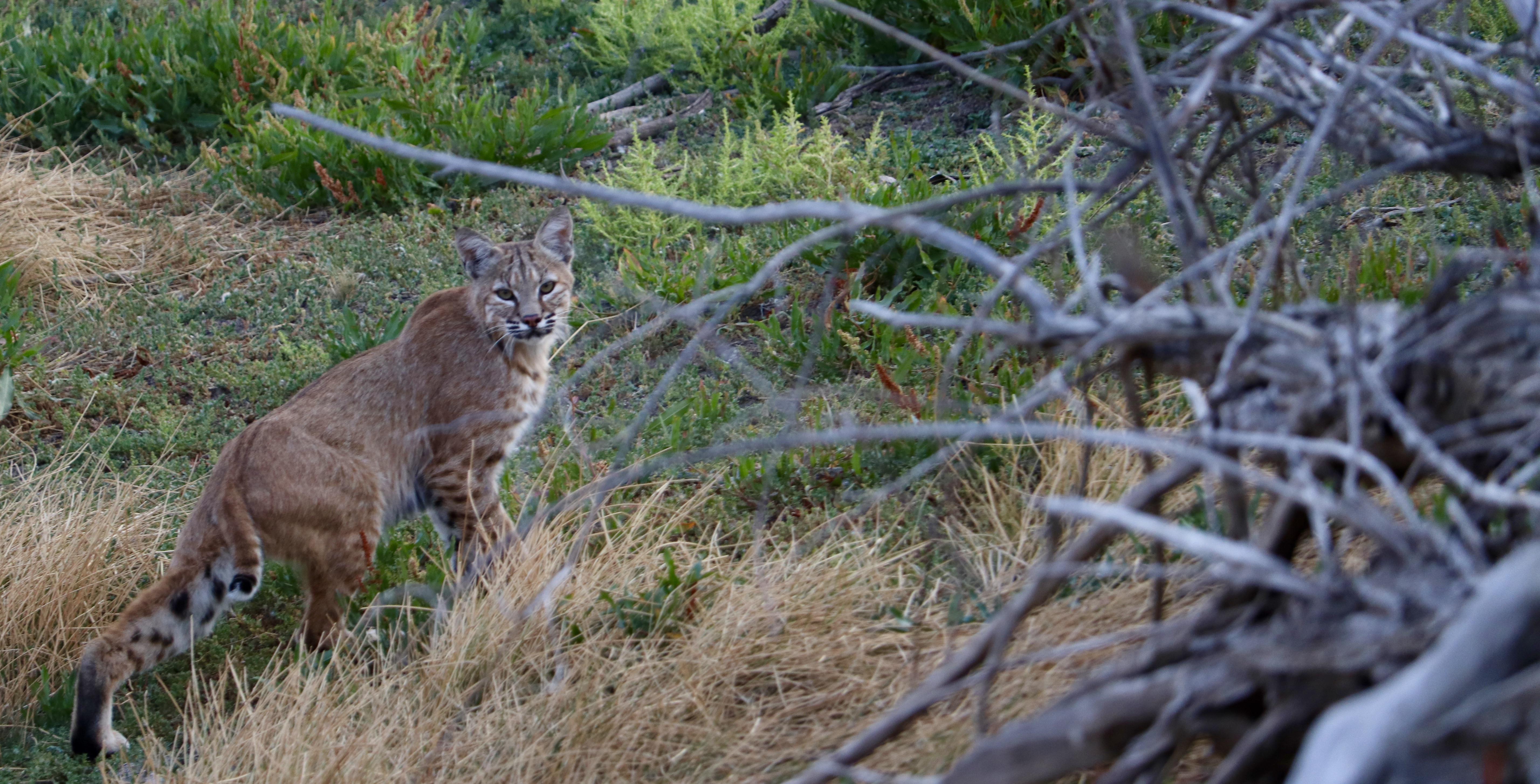 Bobcat on the prowl | Scrolller