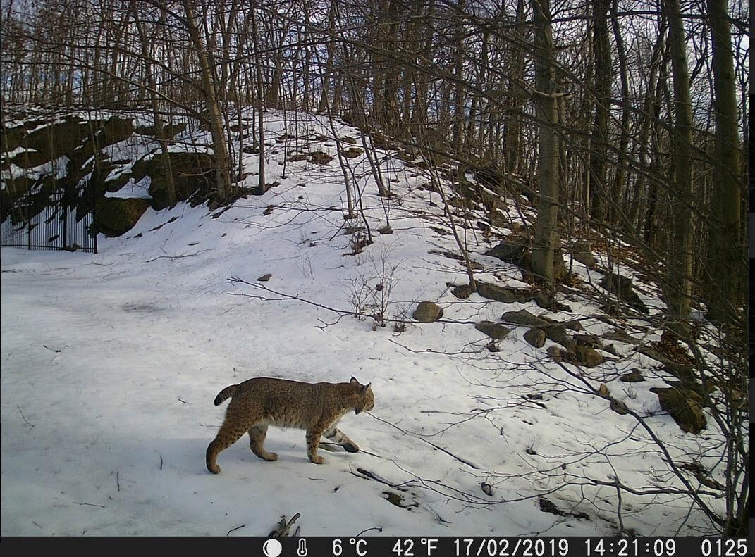 Bobcat spotted on my trail cam! | Scrolller