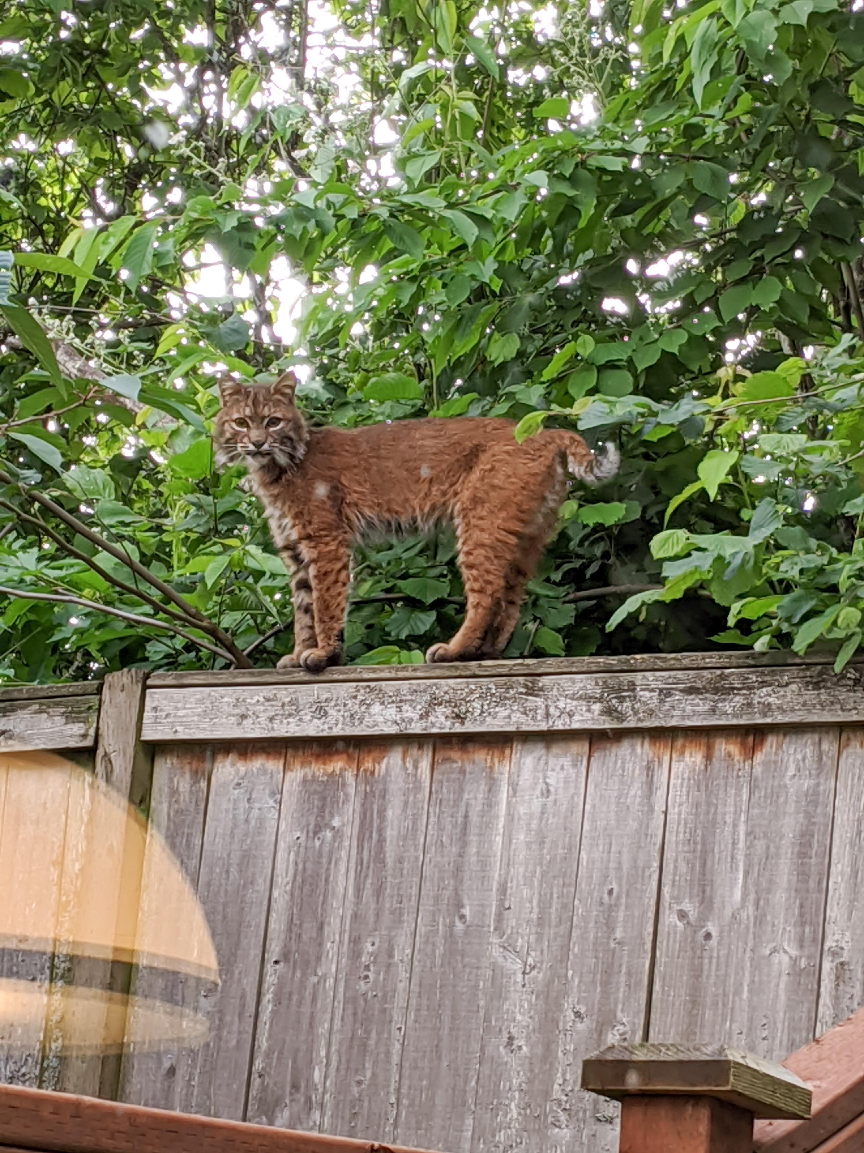 Bobcat wandering through my Renton backyard this afternoon | Scrolller