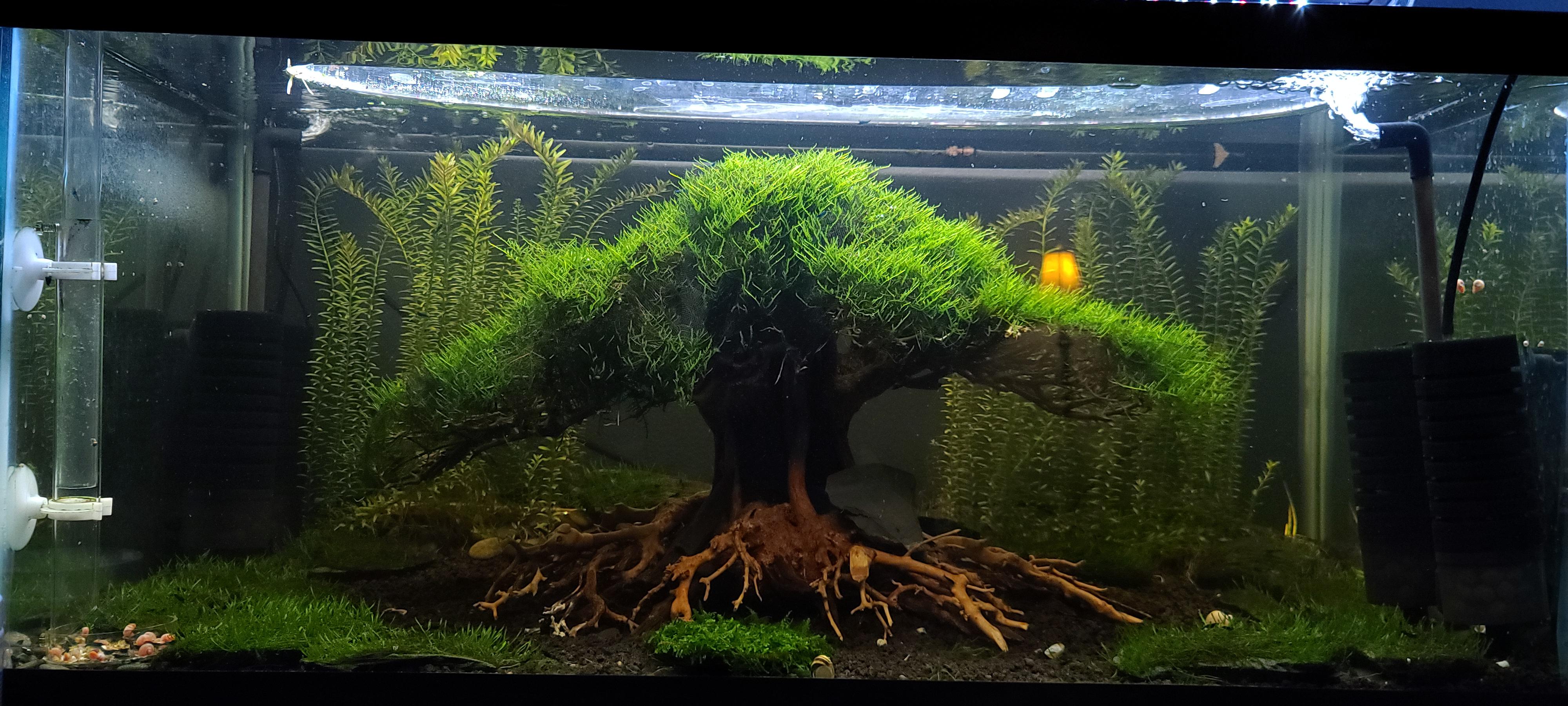 Bonsai Tree 2 Week Update | Scrolller