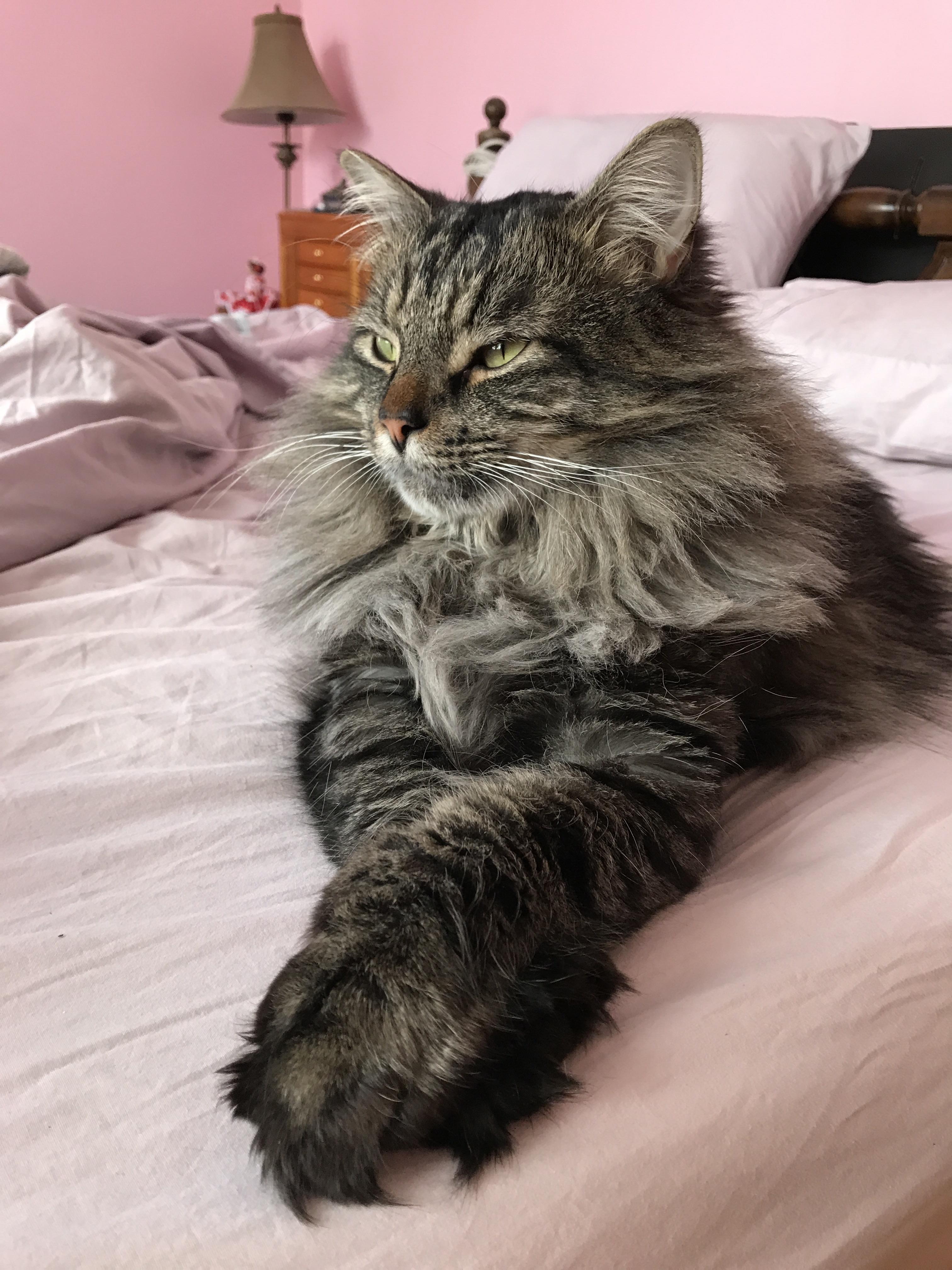 Boo the sleepy polydactyl Maine Coon | Scrolller