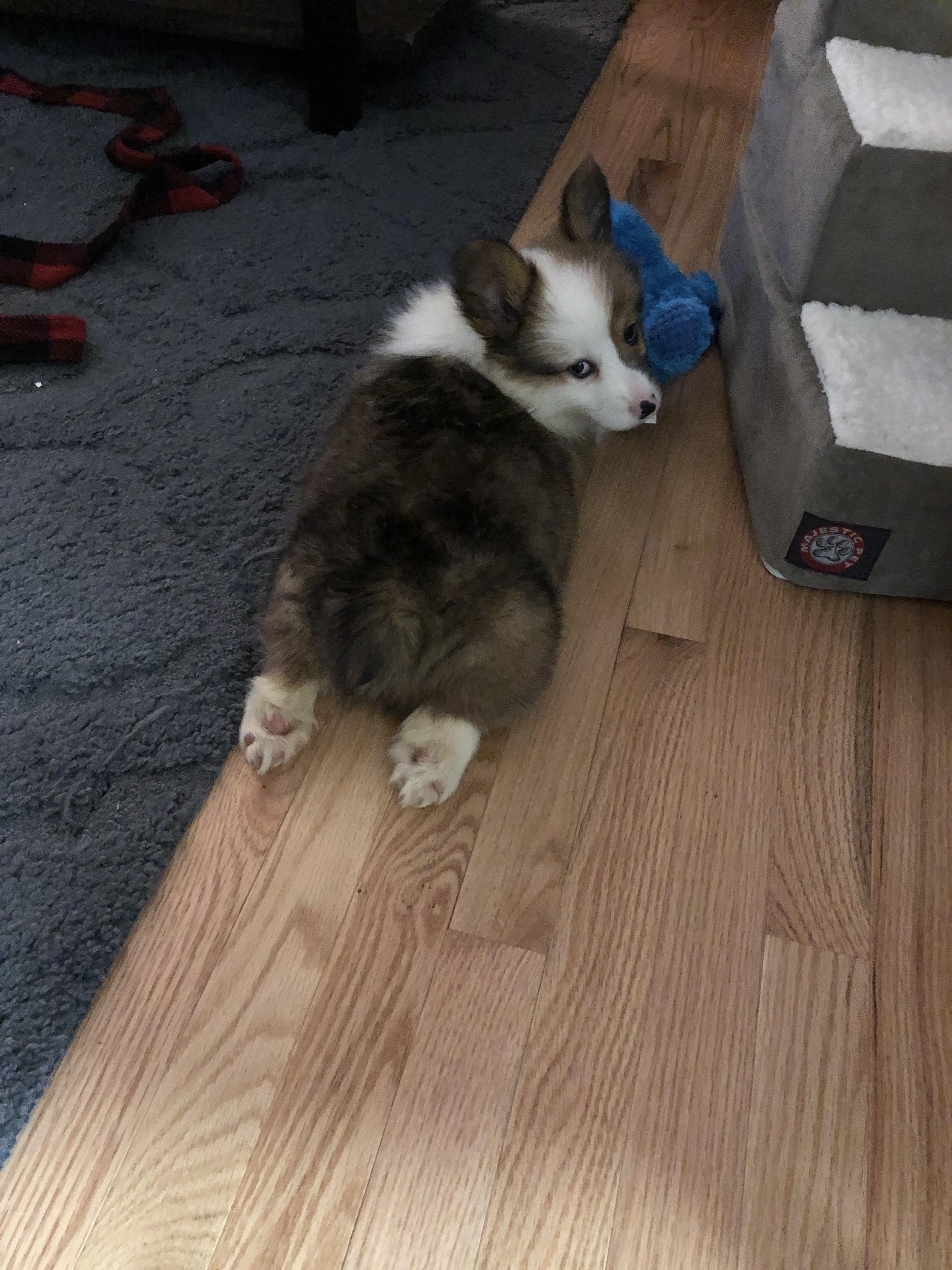 Booty hitting you with that sassy sploot that gets all the ladies ...