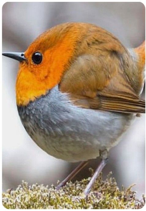 (((BORB))) | Scrolller