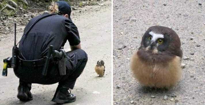 Borb in trouble | Scrolller