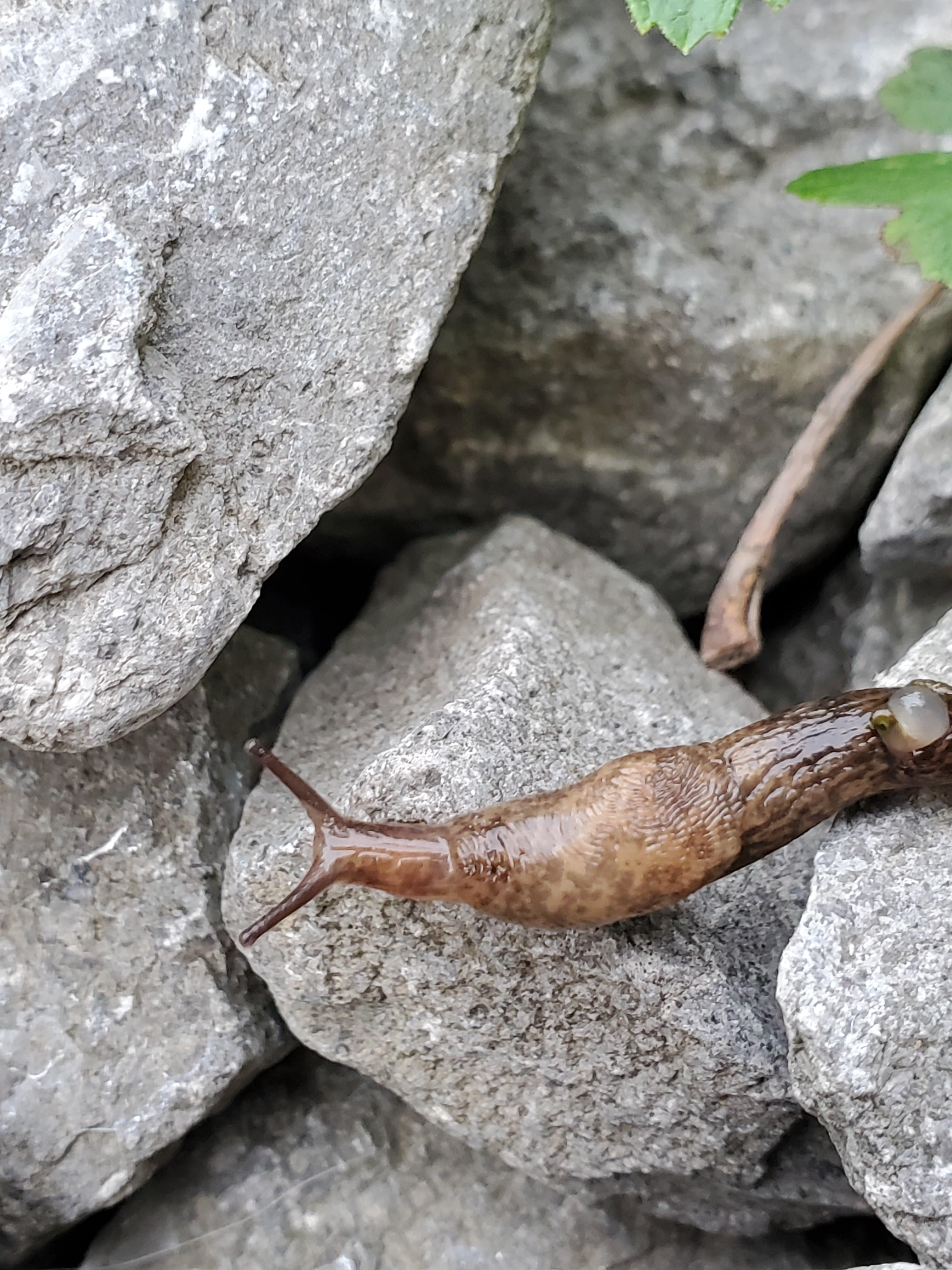 Boulder climbing slug | Scrolller