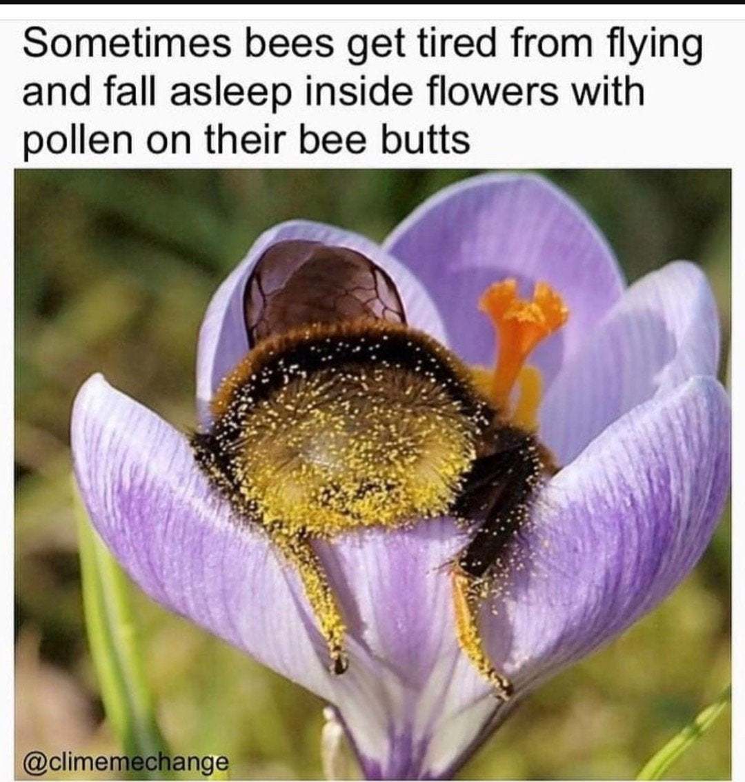Bout to get some pollen. | Scrolller