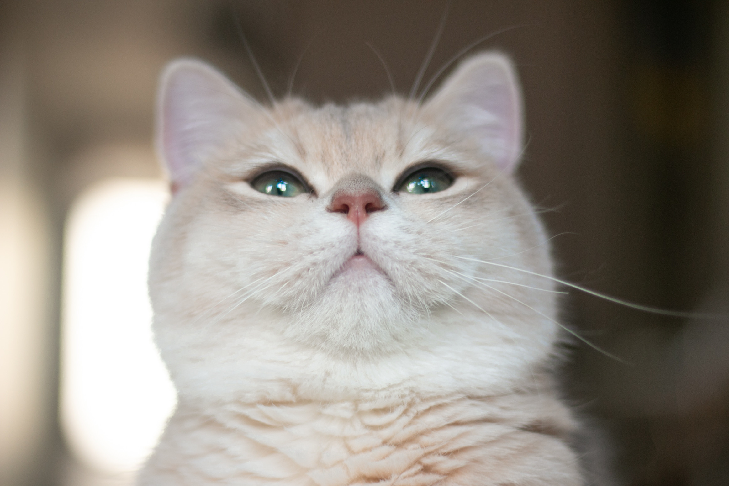 Bow down to me | Scrolller