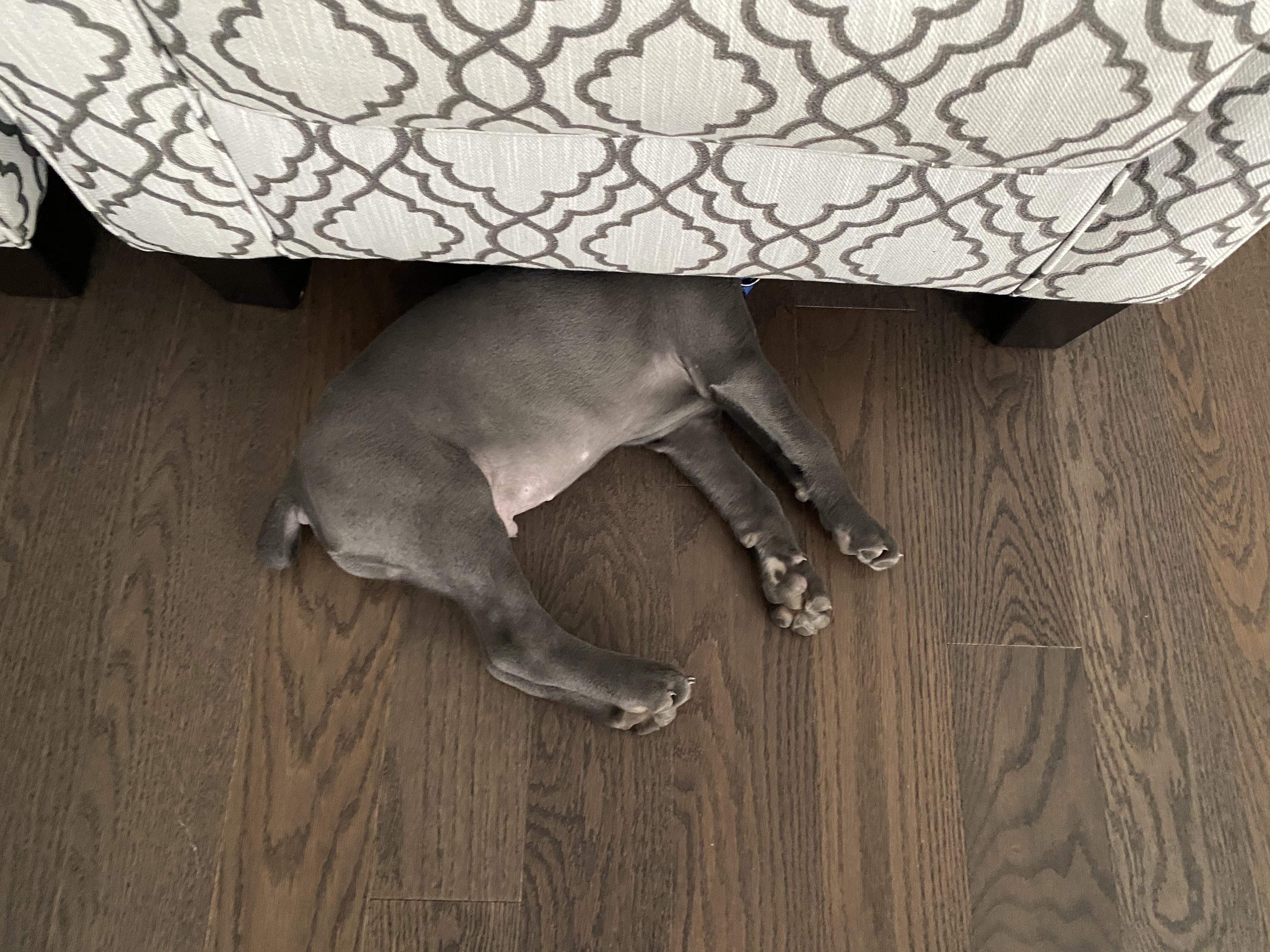 Bowser’s favourite sleeping spot | Scrolller