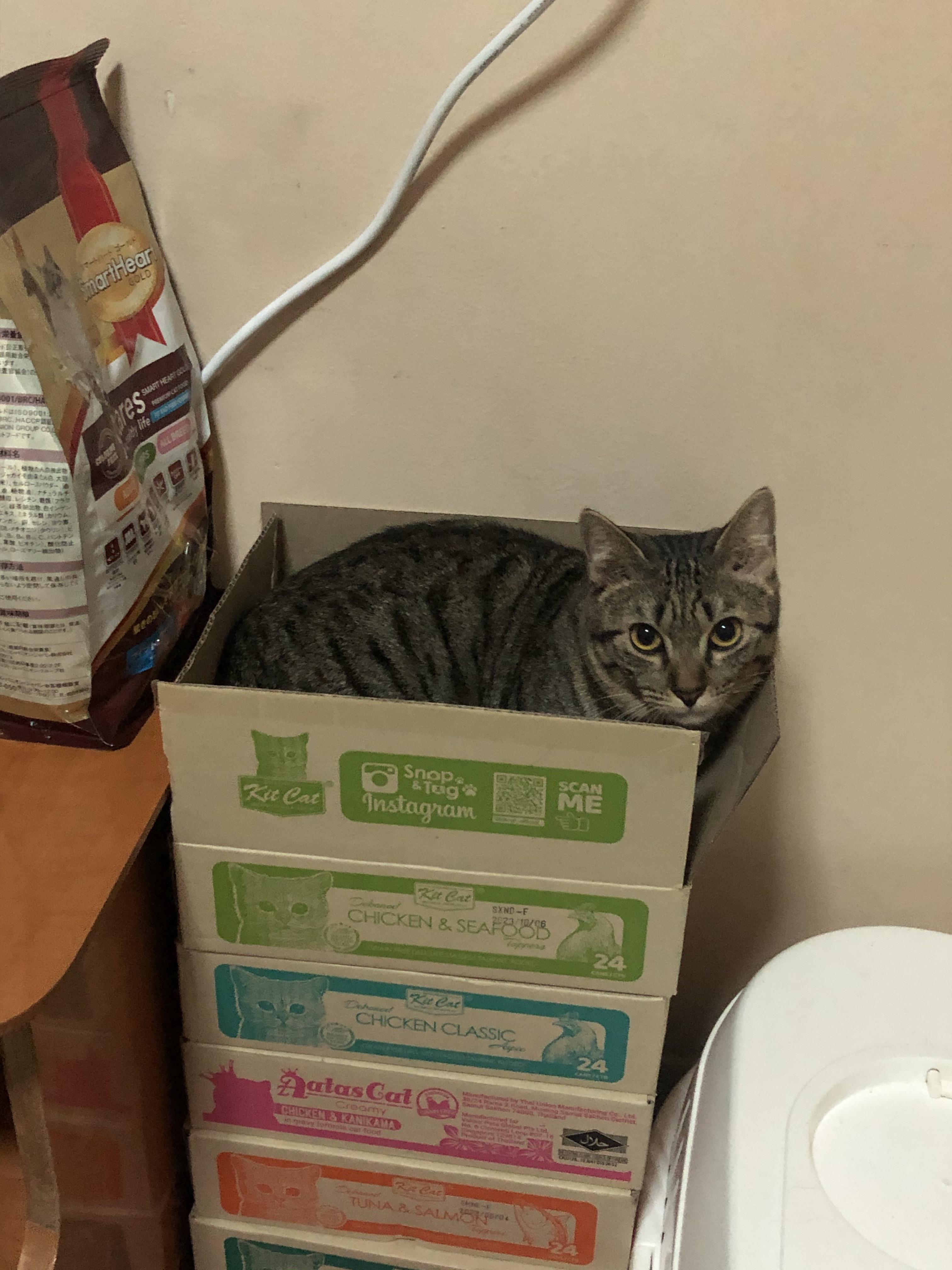 Box cat | Scrolller