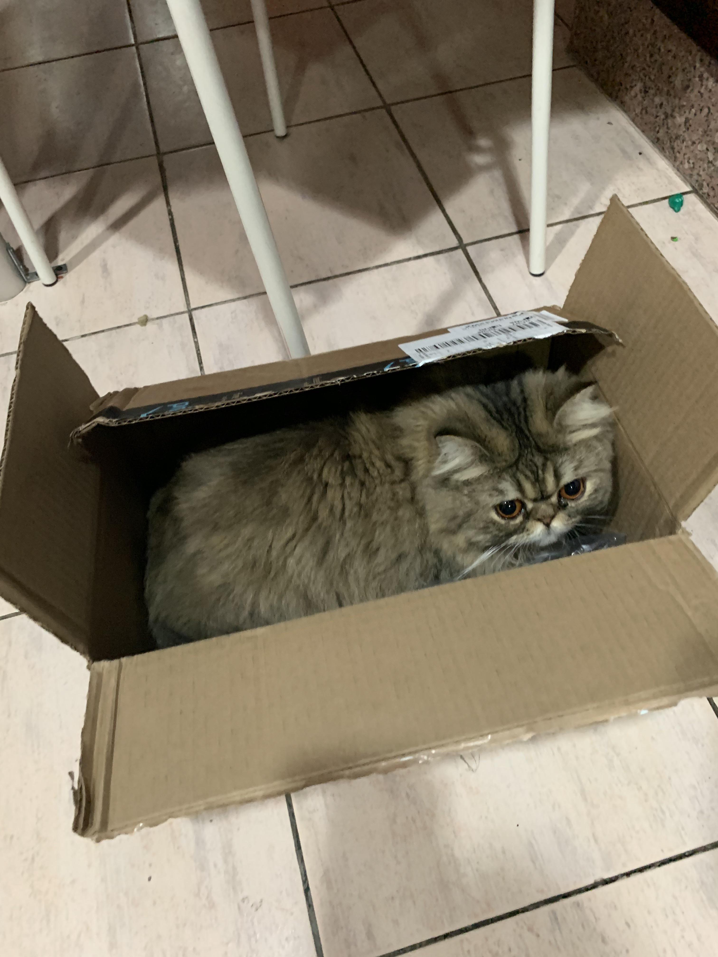Box-cat | Scrolller