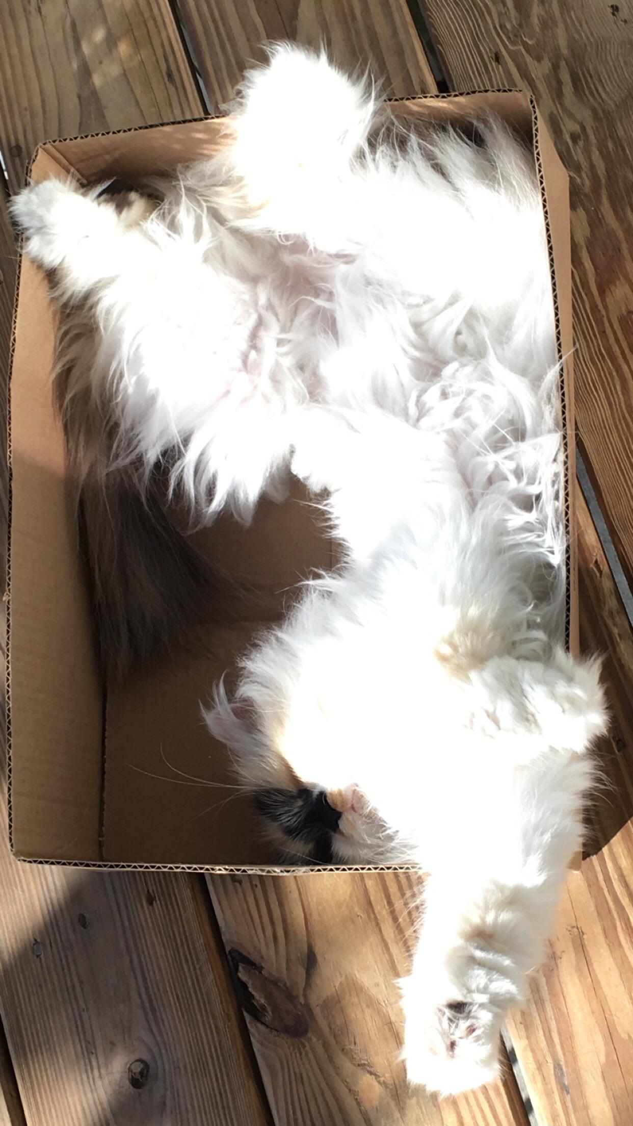 Box in the sun= ultimate trap. | Scrolller