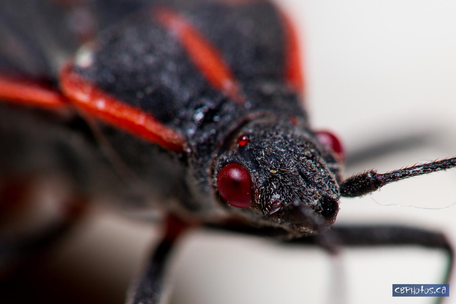 Boxelder bug [OC] [1067x1600] | Scrolller