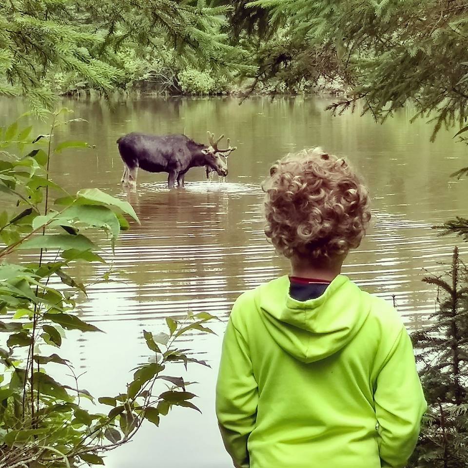 Boy Meets Moose (Isle Royale - August 2017) | Scrolller