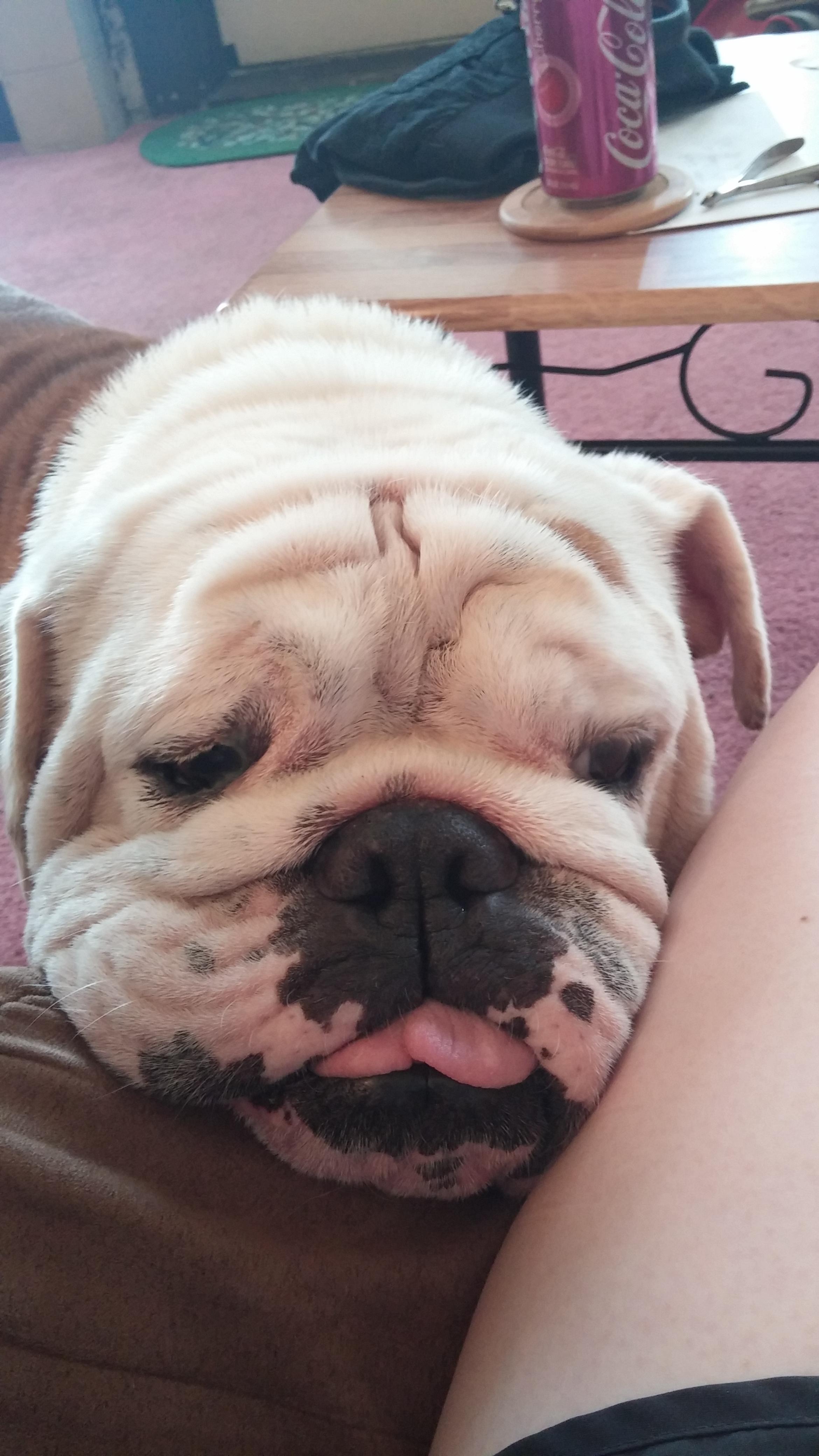 Brady really wants to try a potato chip | Scrolller