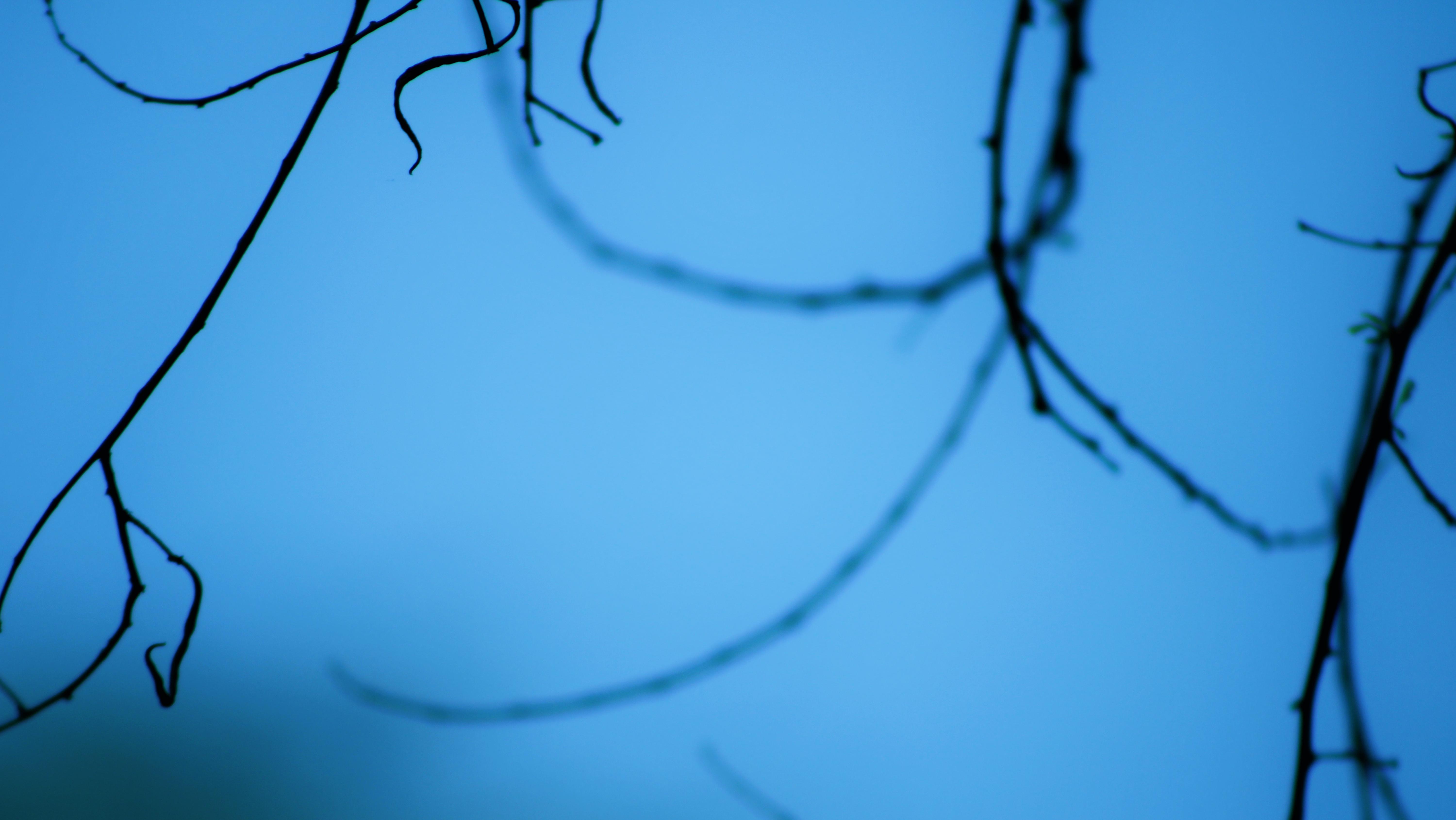 Branches [OC] [6000x3381] | Scrolller