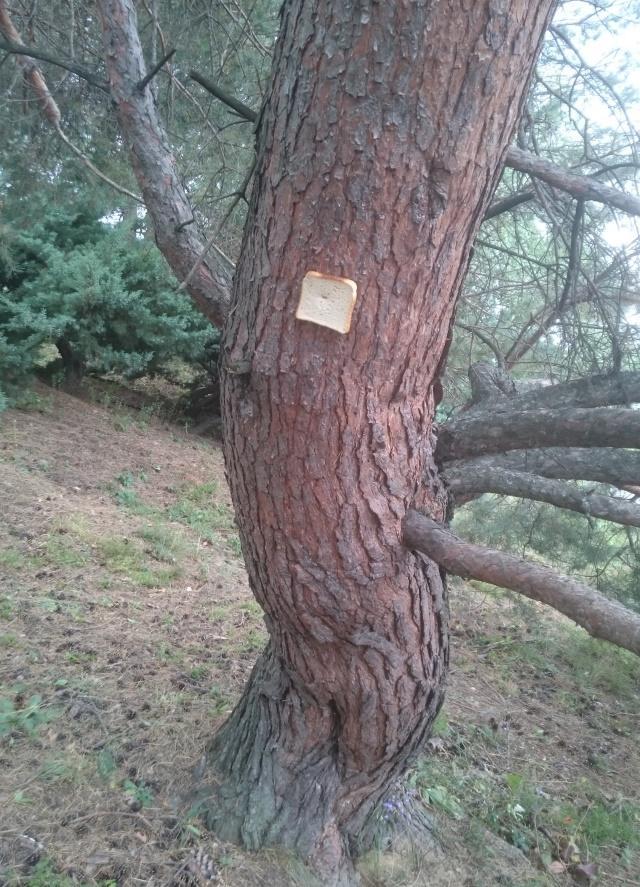 Bread stapled to a drunk tree | Scrolller