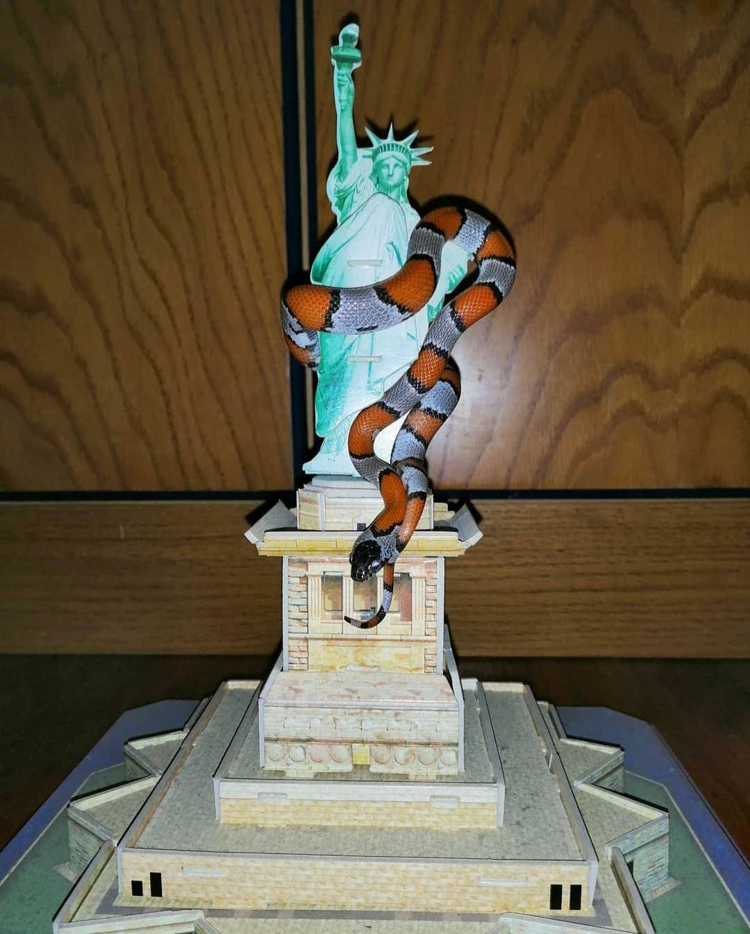 Breaking news: Danger Noodle attacks the US | Scrolller