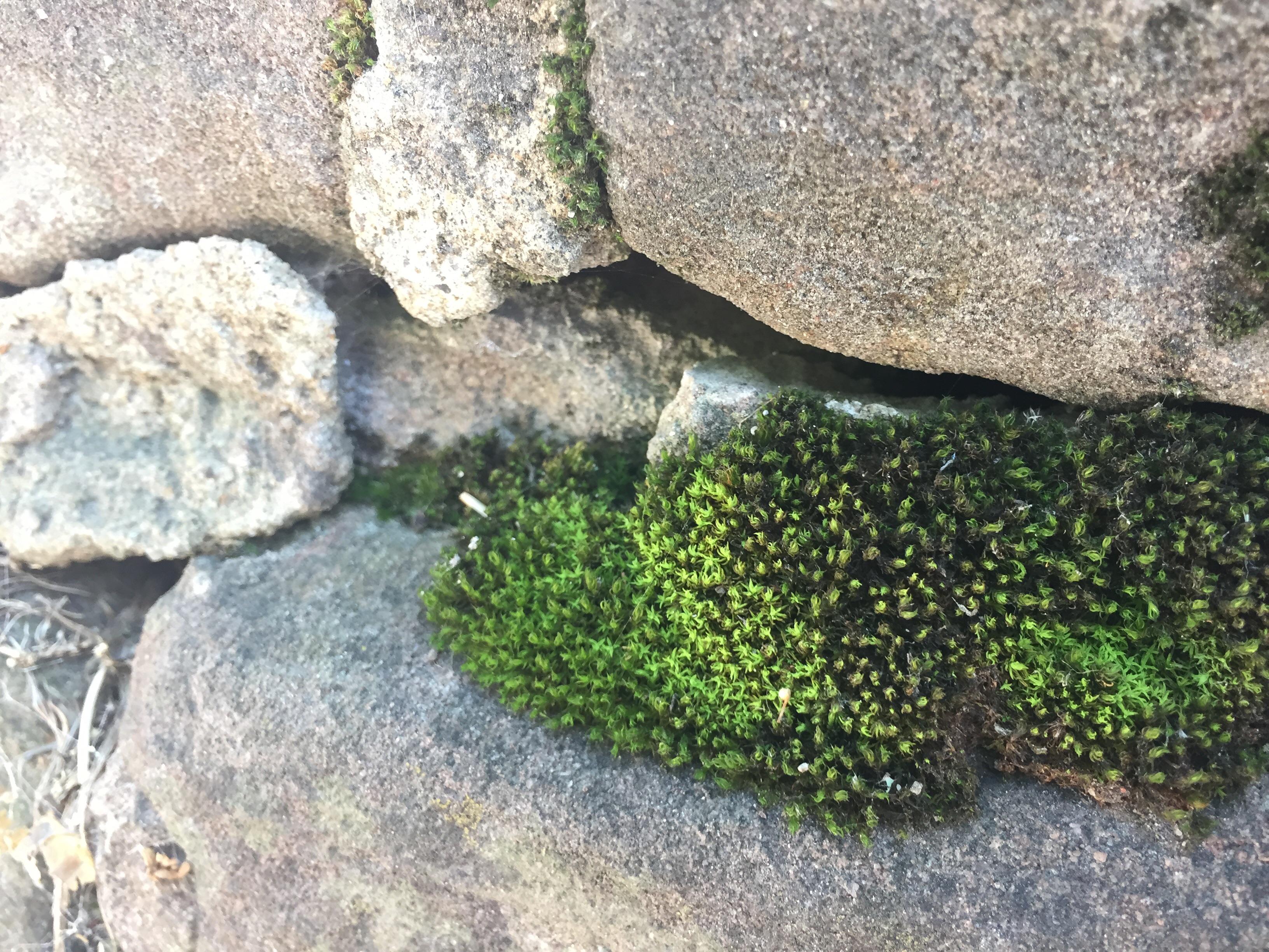 brick gap with round moss | Scrolller