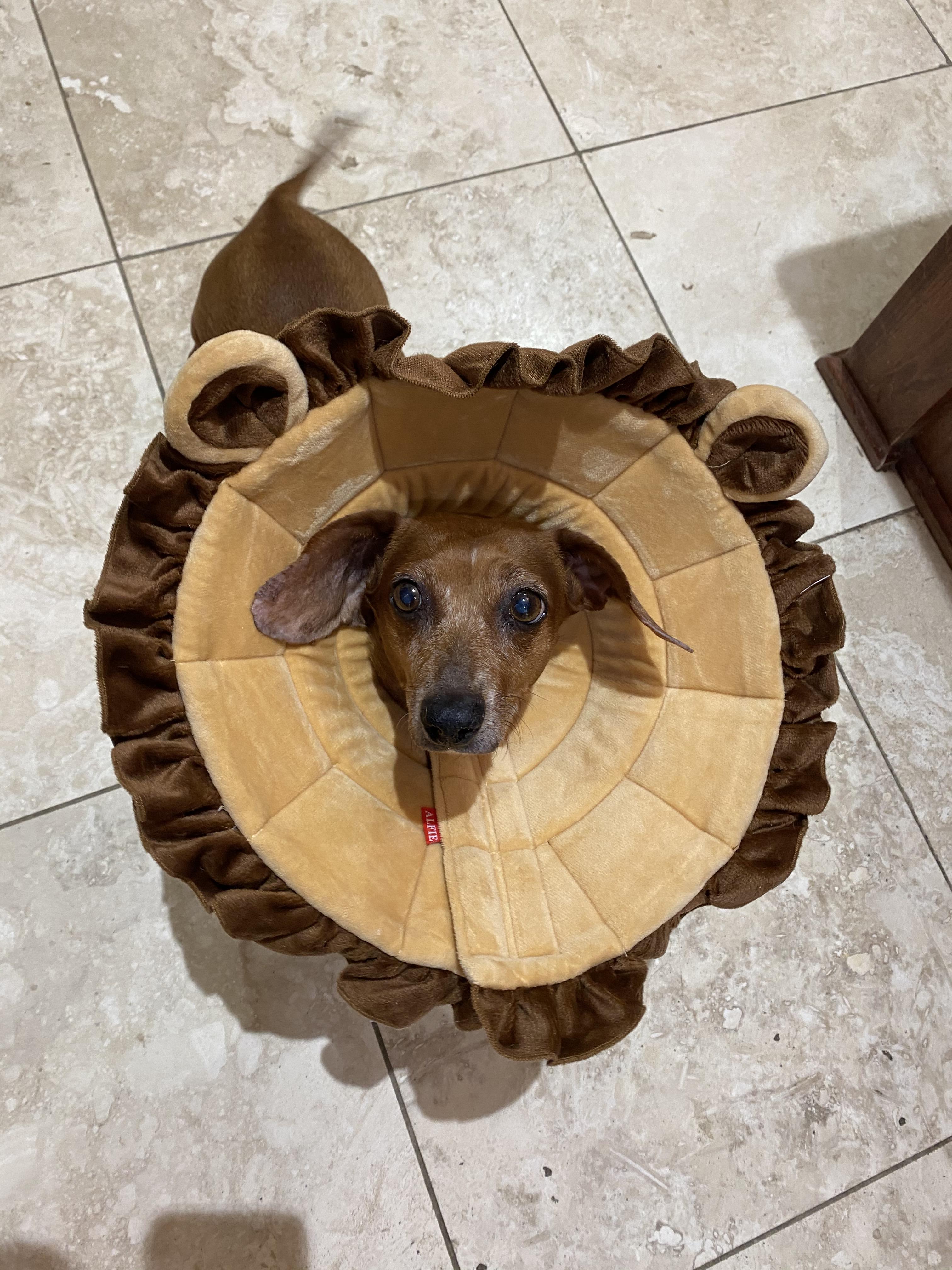 Bridget is a ferocious lion. | Scrolller