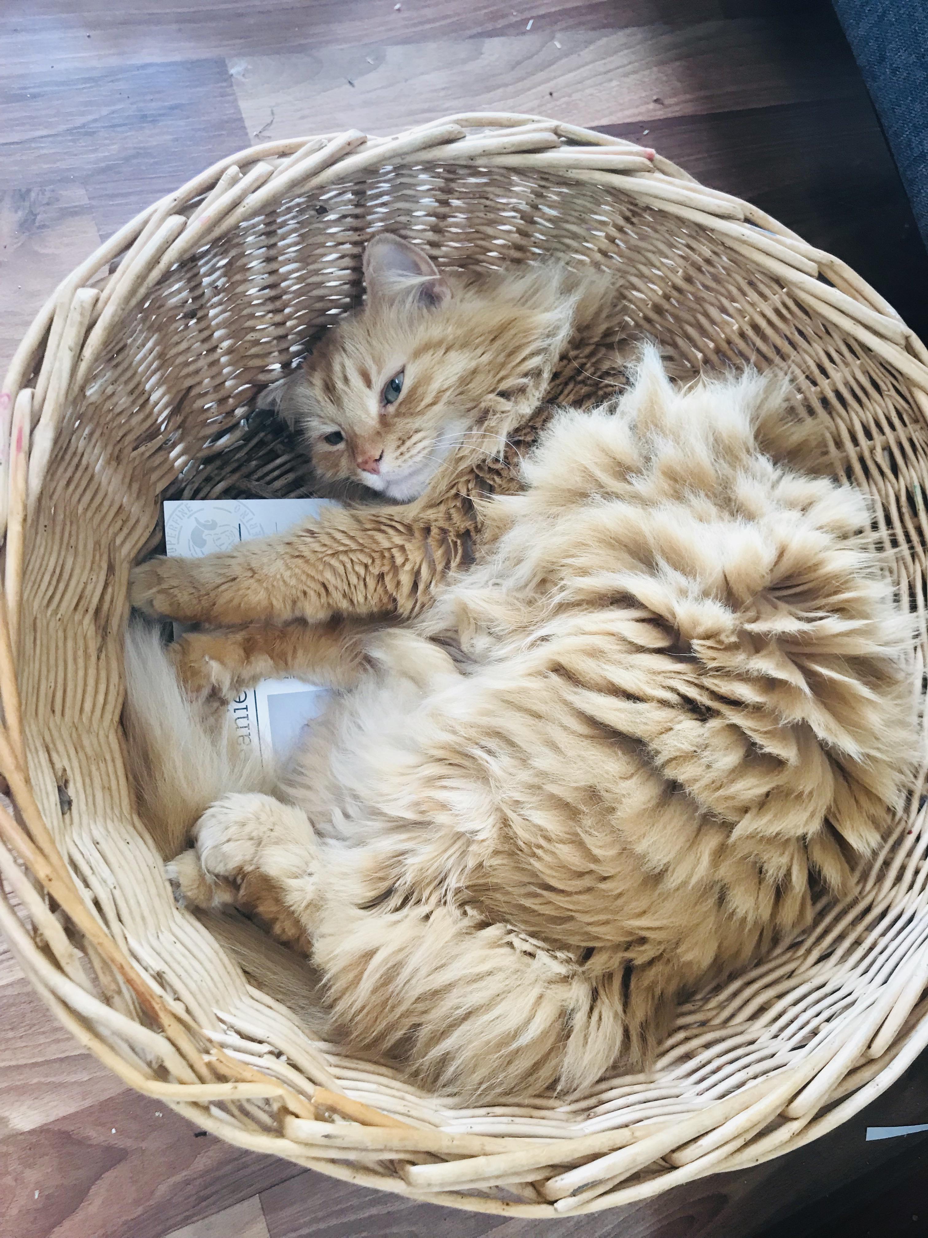 Brilliant ginger basket camouflage | Scrolller