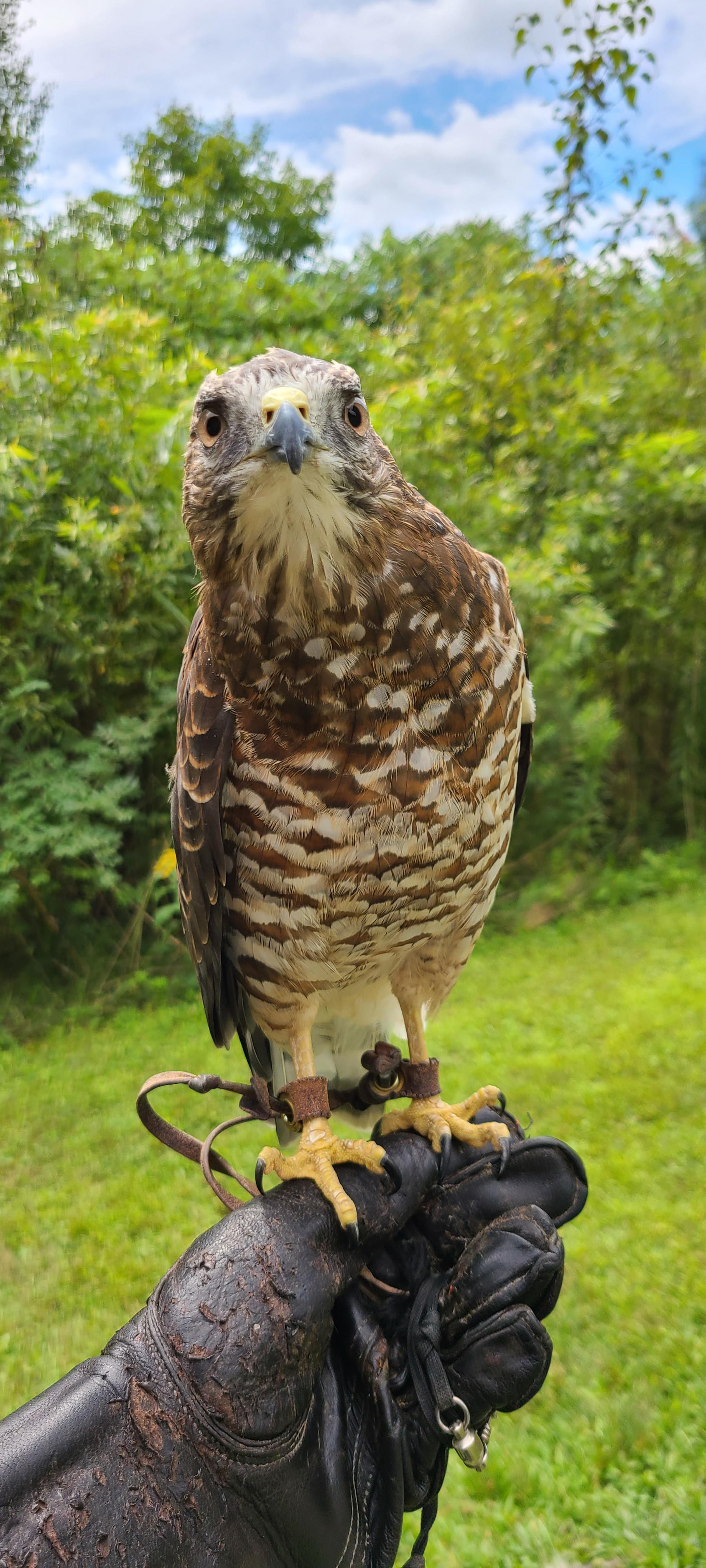 Broad winged hawk up close and personal | Scrolller