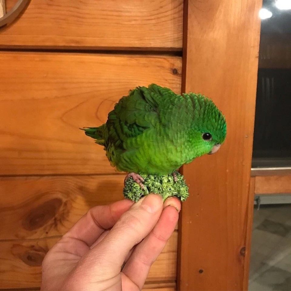 Broccoli Birb | Scrolller