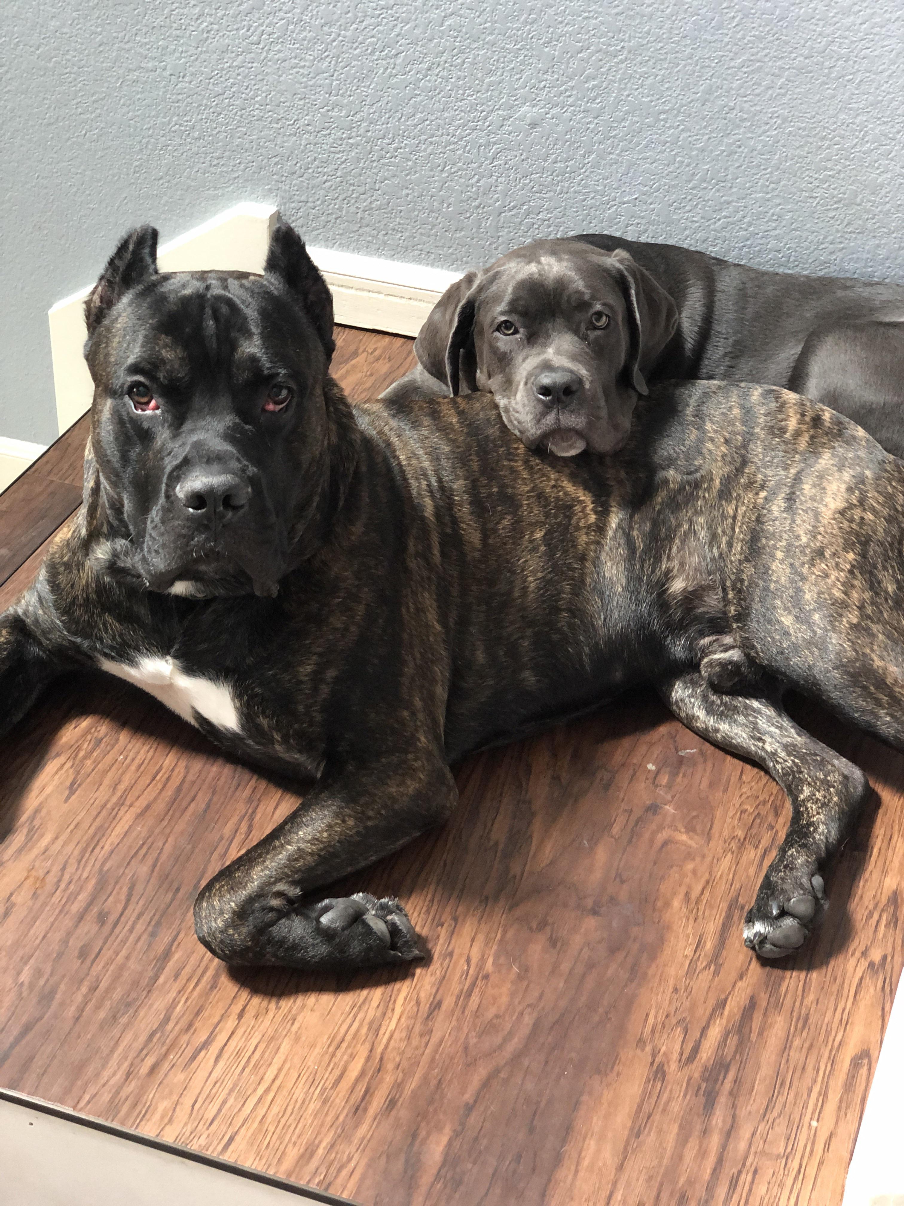 Brother and sister | Scrolller