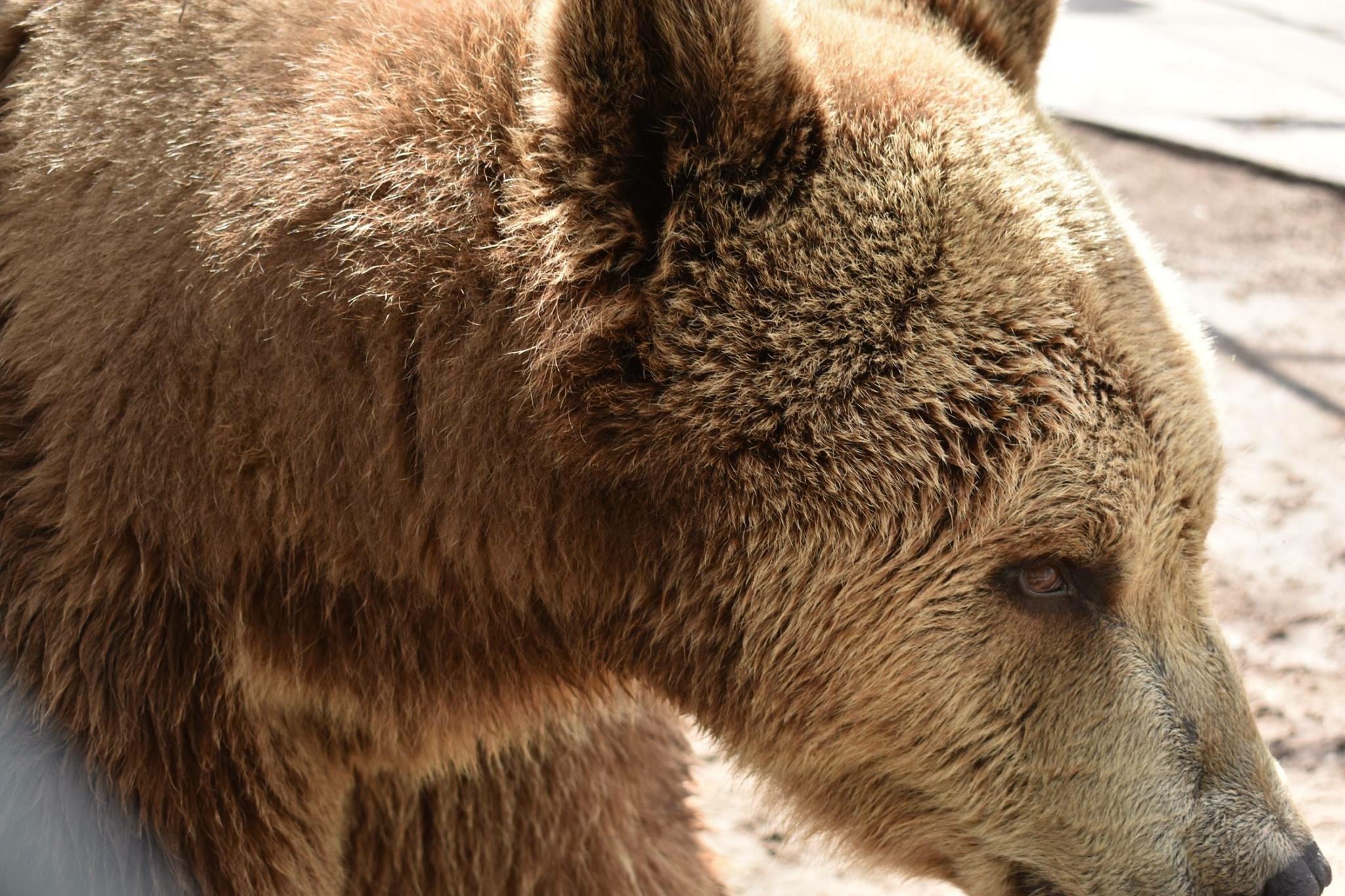 Discover more like Bears: Brown Bear, Brown Bear, what do you see? and Related Content | Scrolller