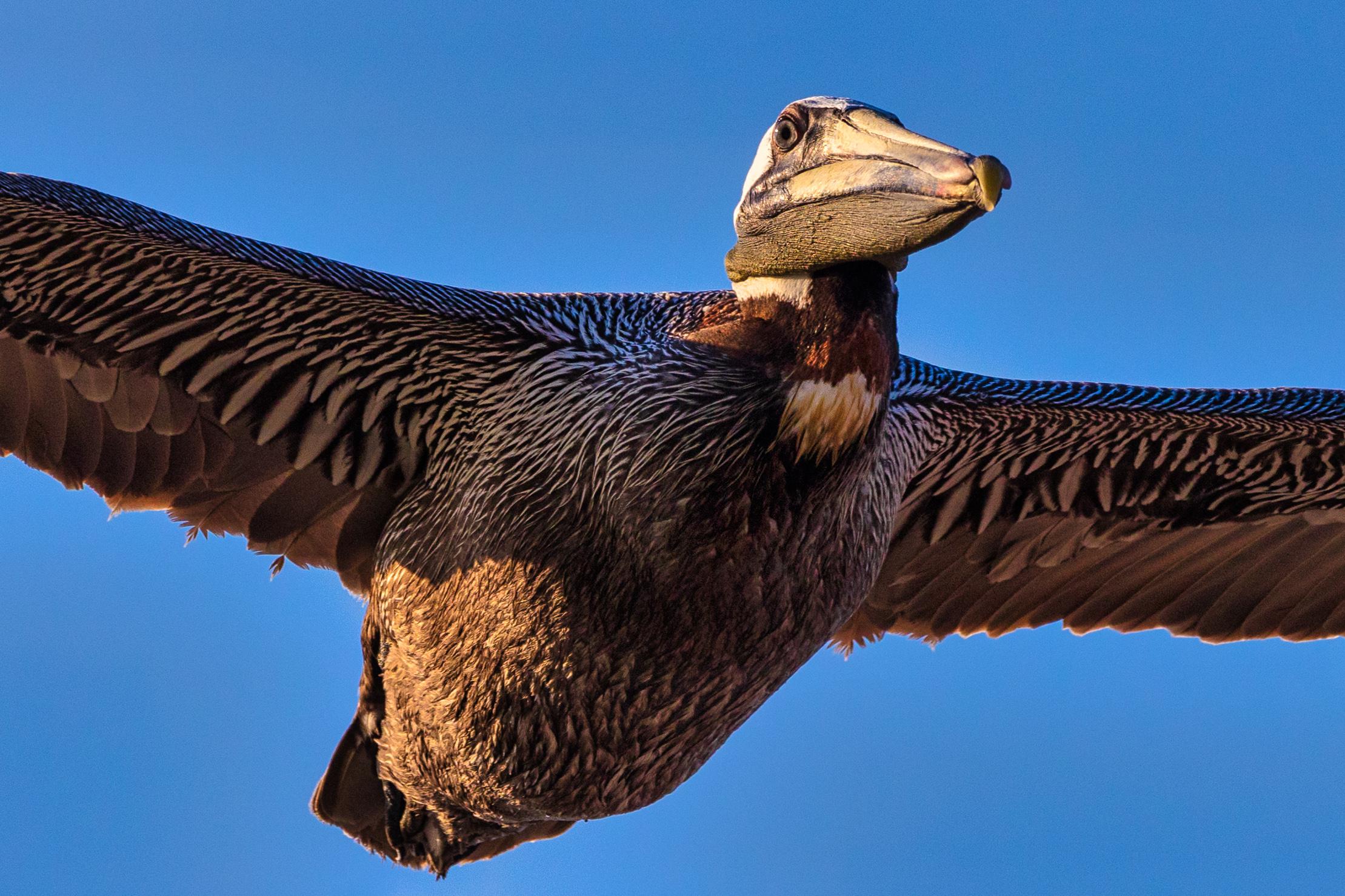 Brown Pelican Close Flyby | Scrolller