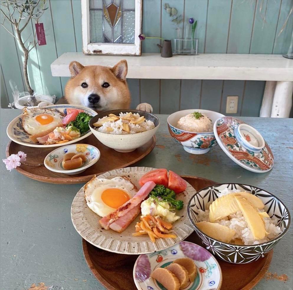Brunch time with the Shibs | Scrolller