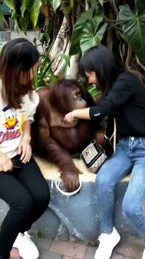 Brushy brushy | Scrolller