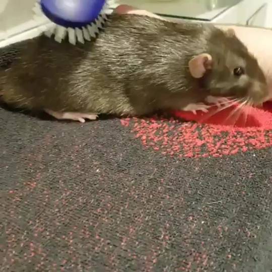 Brushy brushy | Scrolller