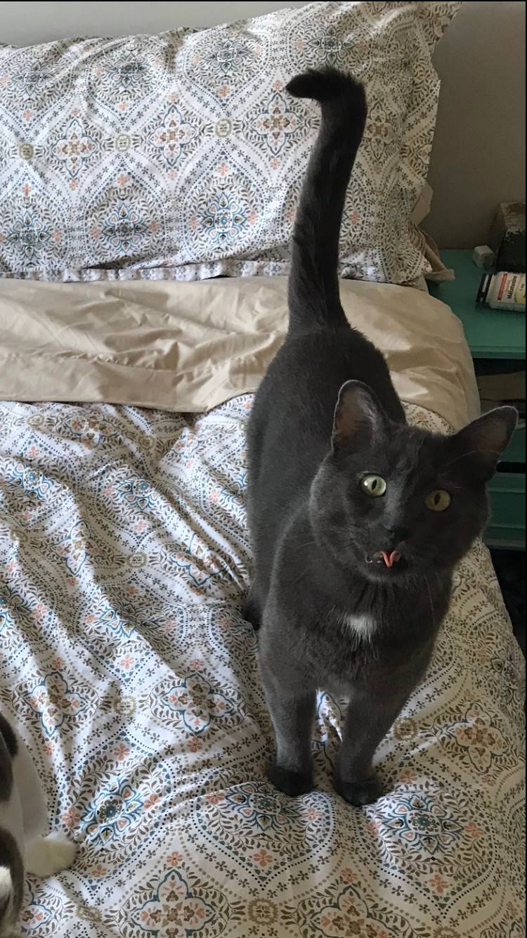 Bubba’s curled tongue blep! | Scrolller